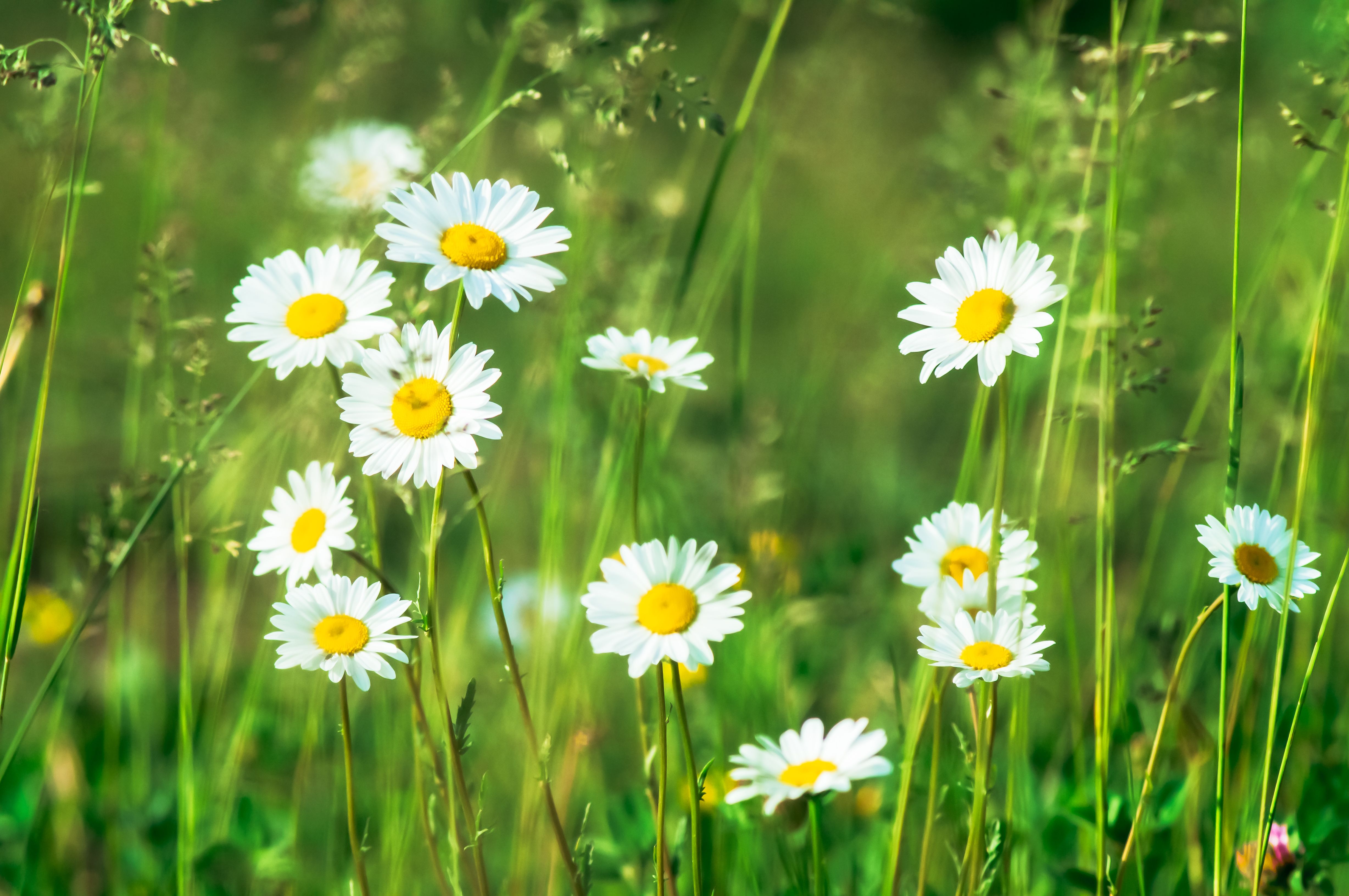 Beautiful Field of Blooming Daisies in Summer · Free Stock Photo