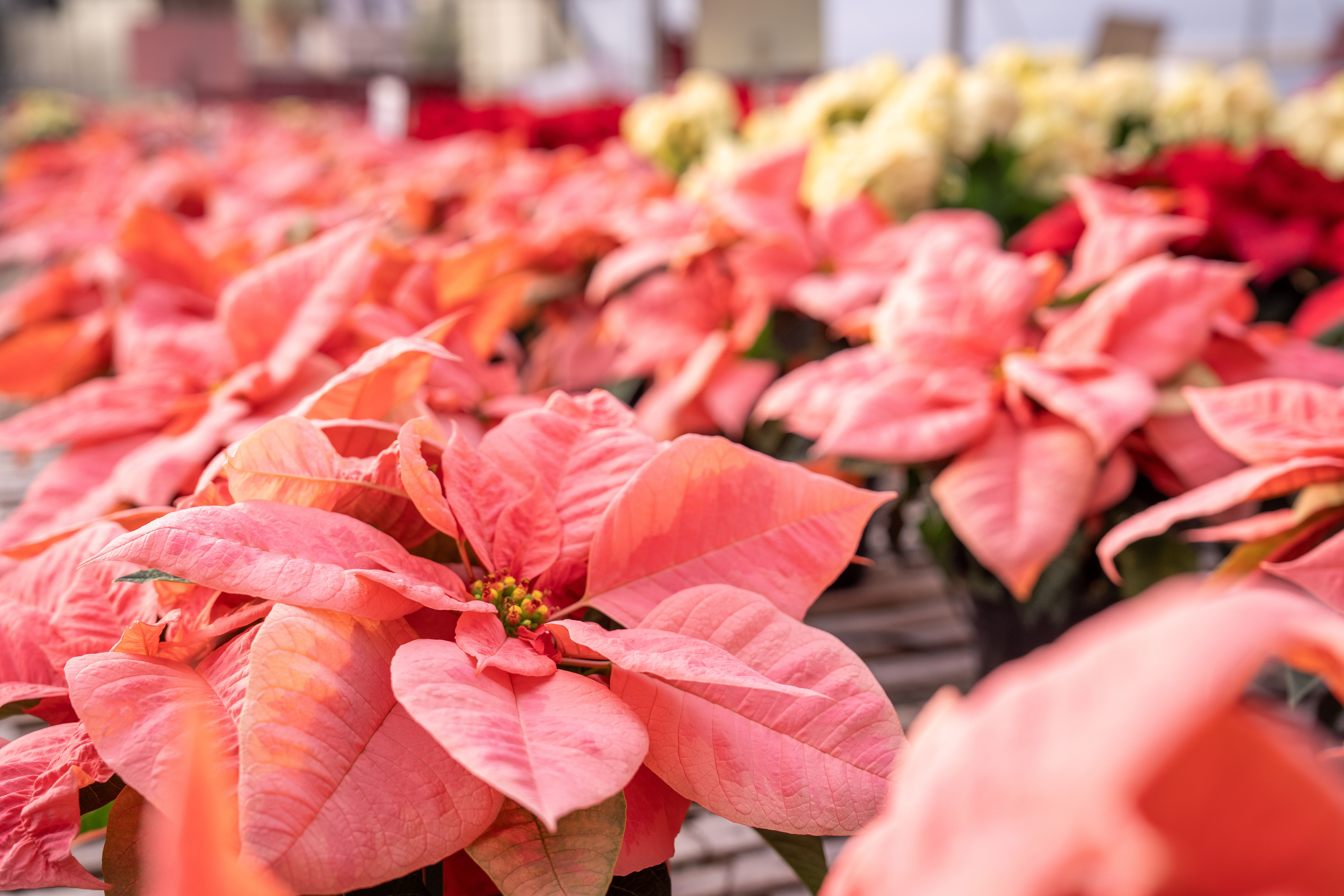 Christmas Flower Photos, Download The BEST Free Christmas Flower Stock ...