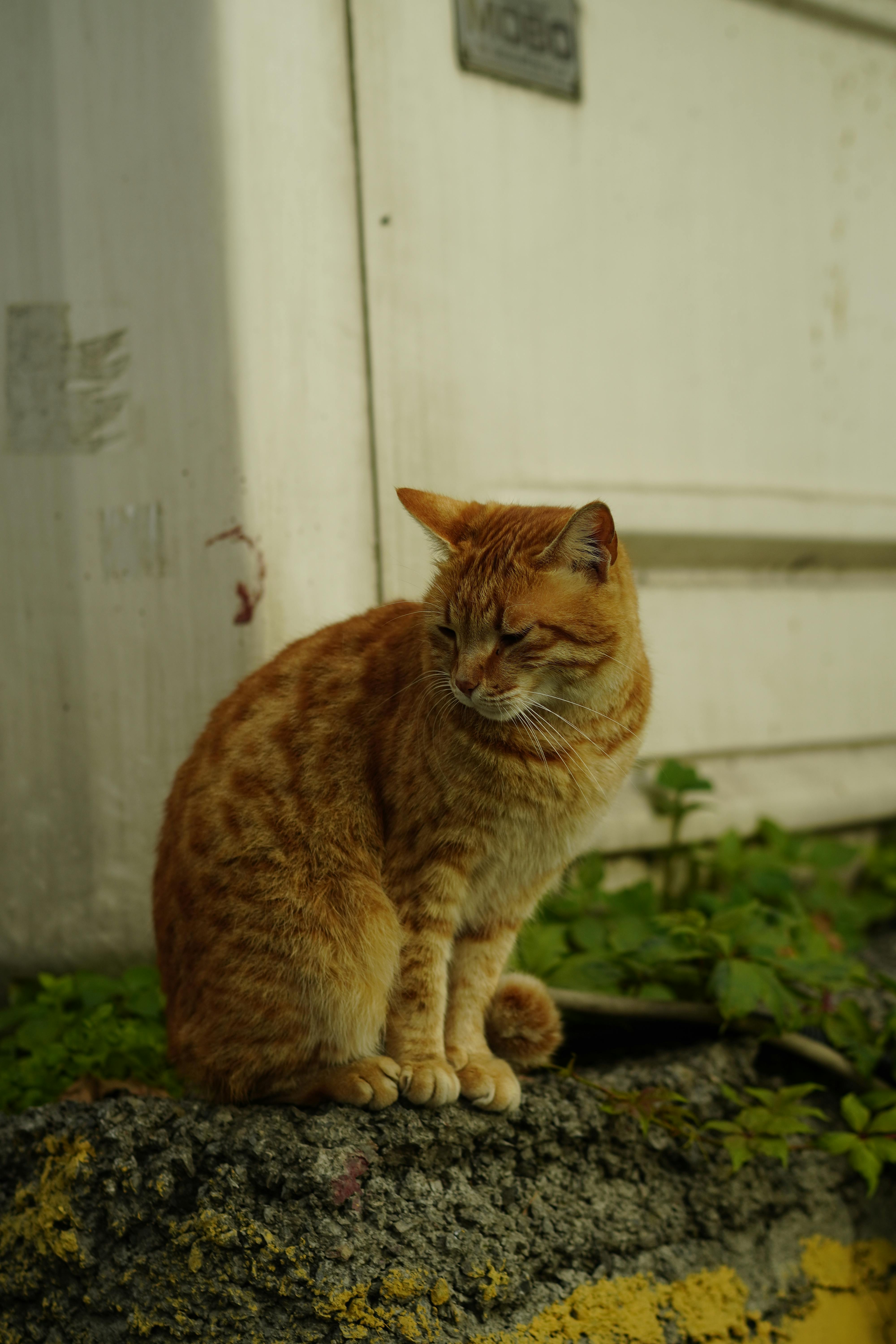 Mafia Background Photos, Download The BEST Free Mafia Background Stock ...