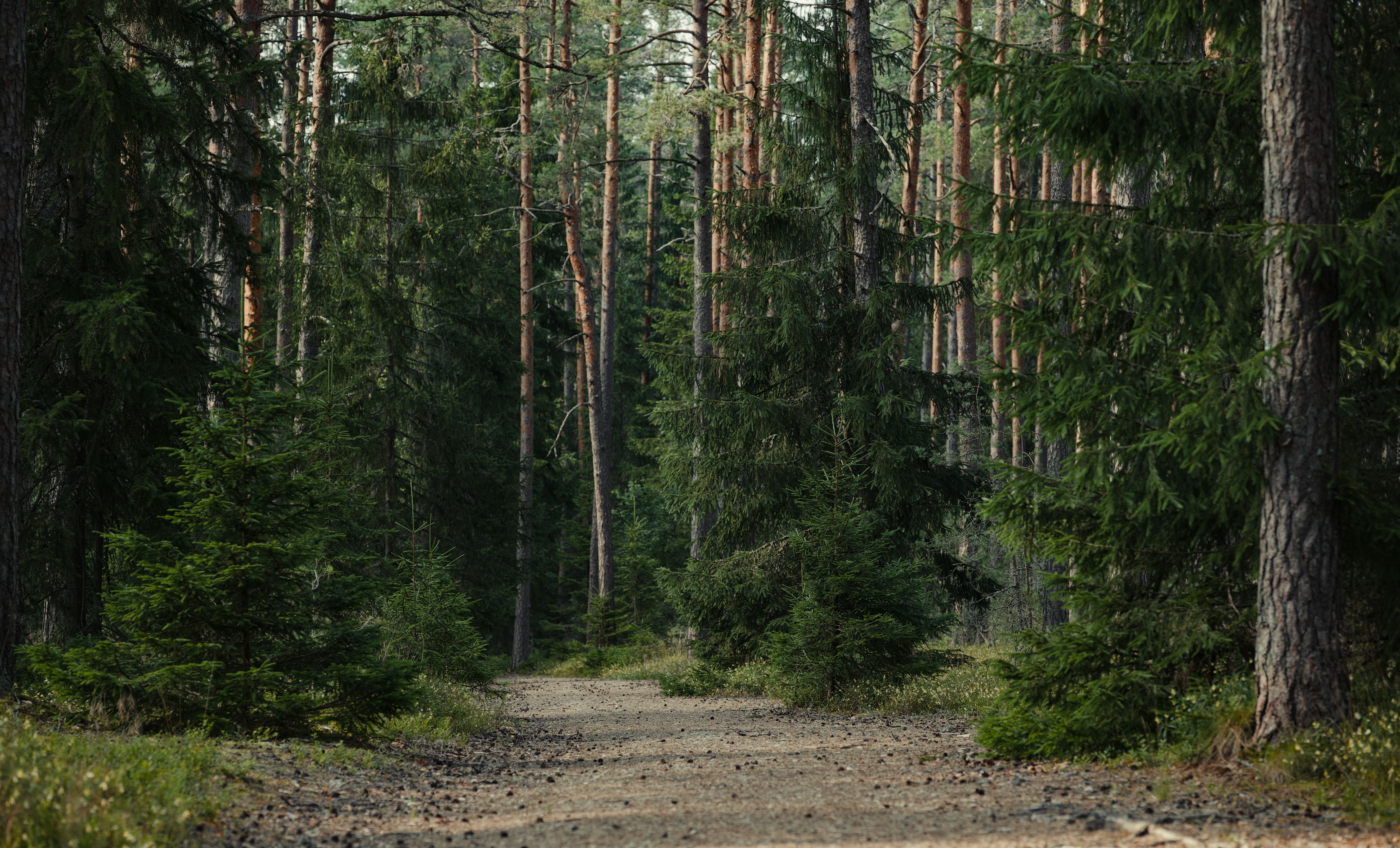 Forest Trail Photos, Download The BEST Free Forest Trail Stock Photos ...