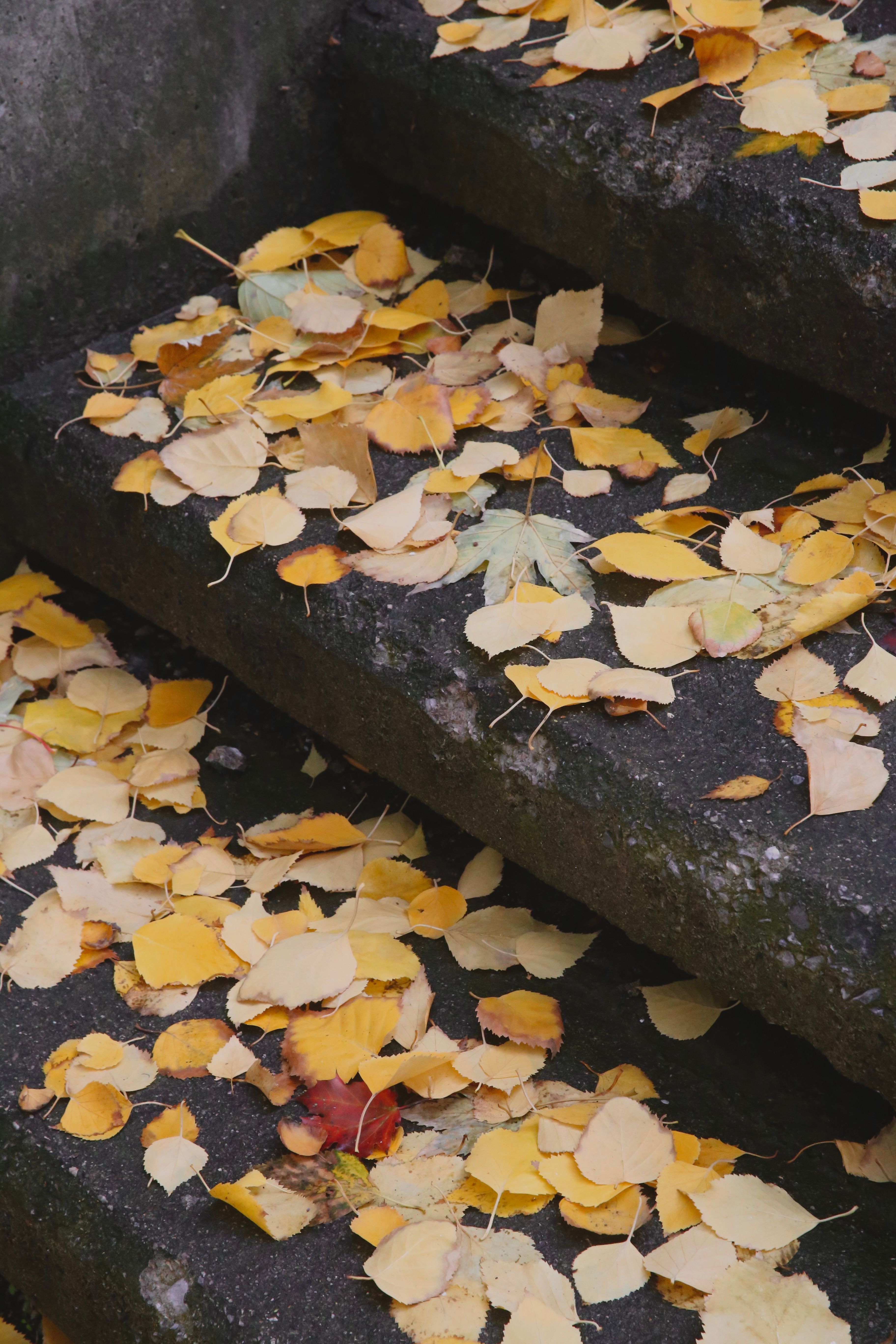Autumn Leaves on Stone Steps Captured Outdoors · Free Stock Photo