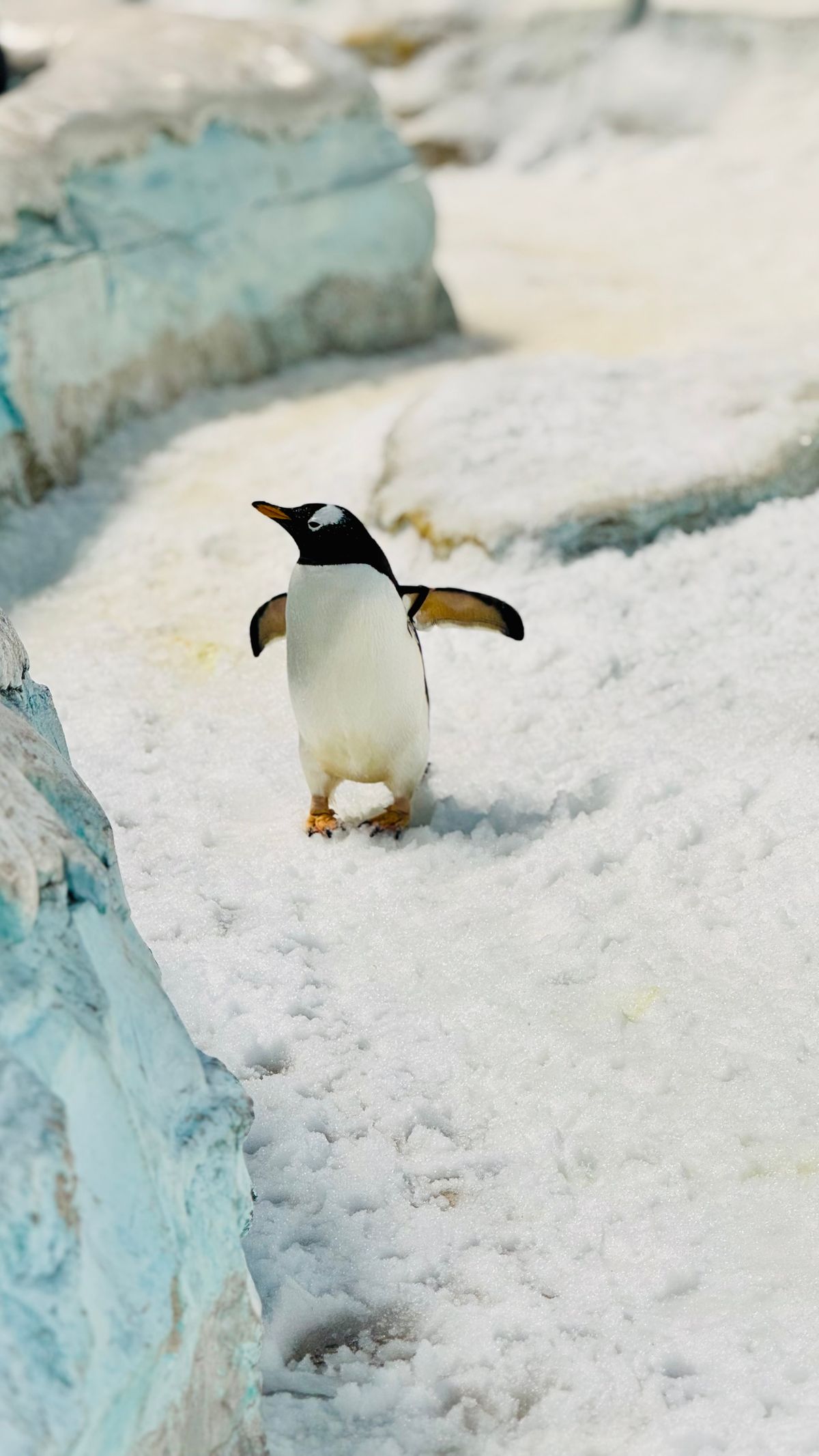 Penguin In Snow Photos, Download The BEST Free Penguin In Snow Stock ...