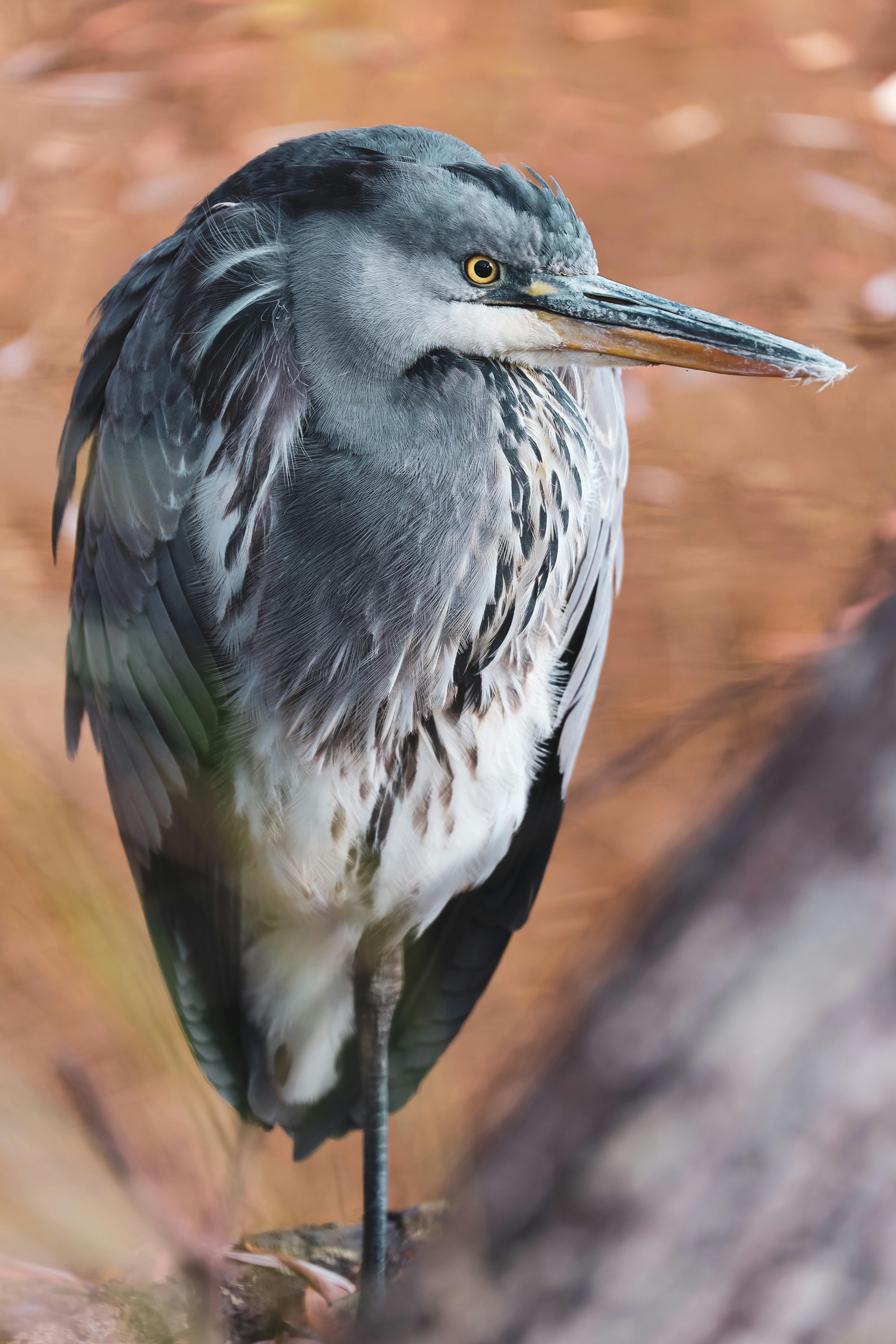 Webex+Christmas+Background Photos, Download The BEST Free Webex ...