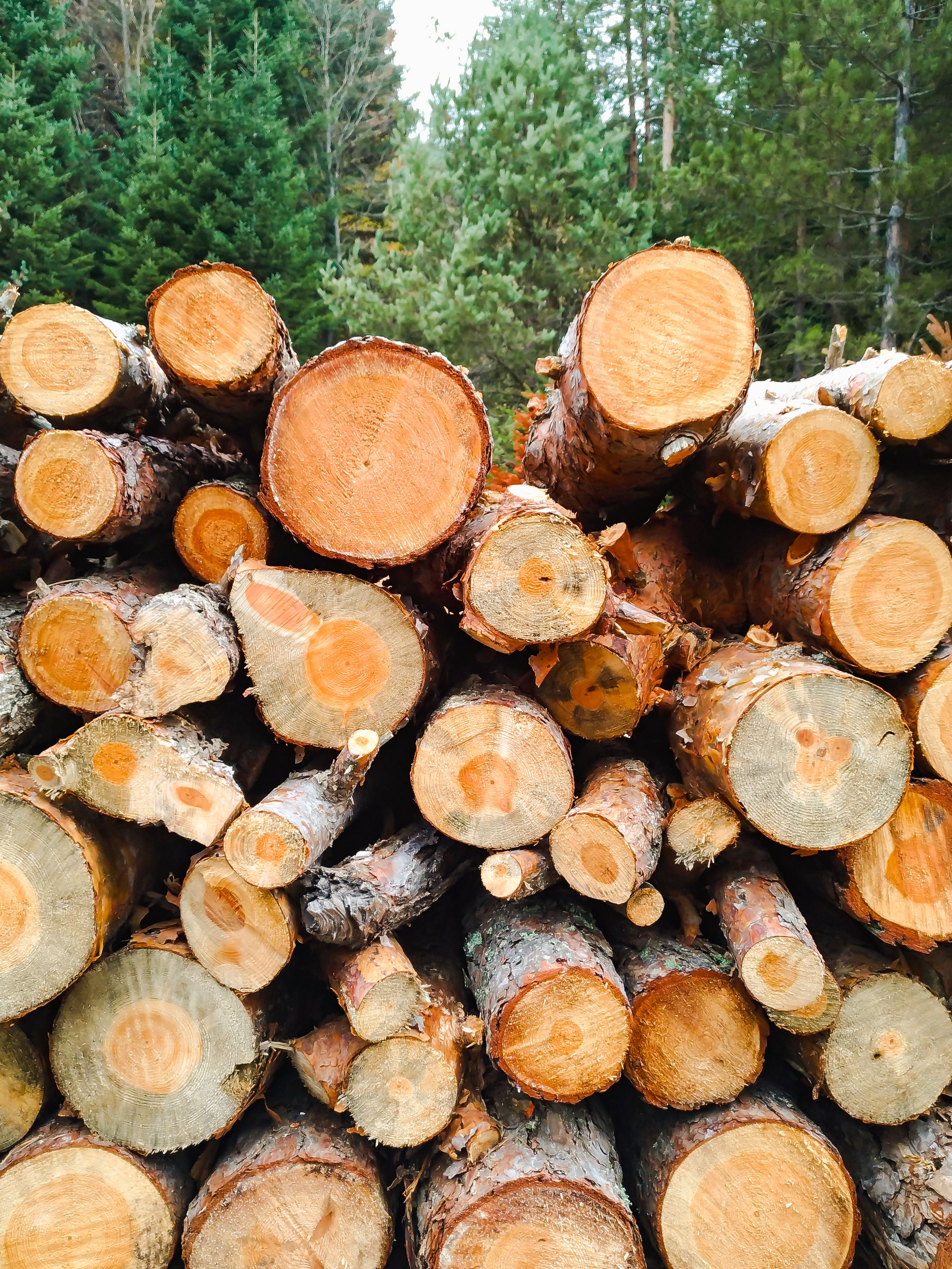Wood Logs Photos, Download The BEST Free Wood Logs Stock Photos & HD Images