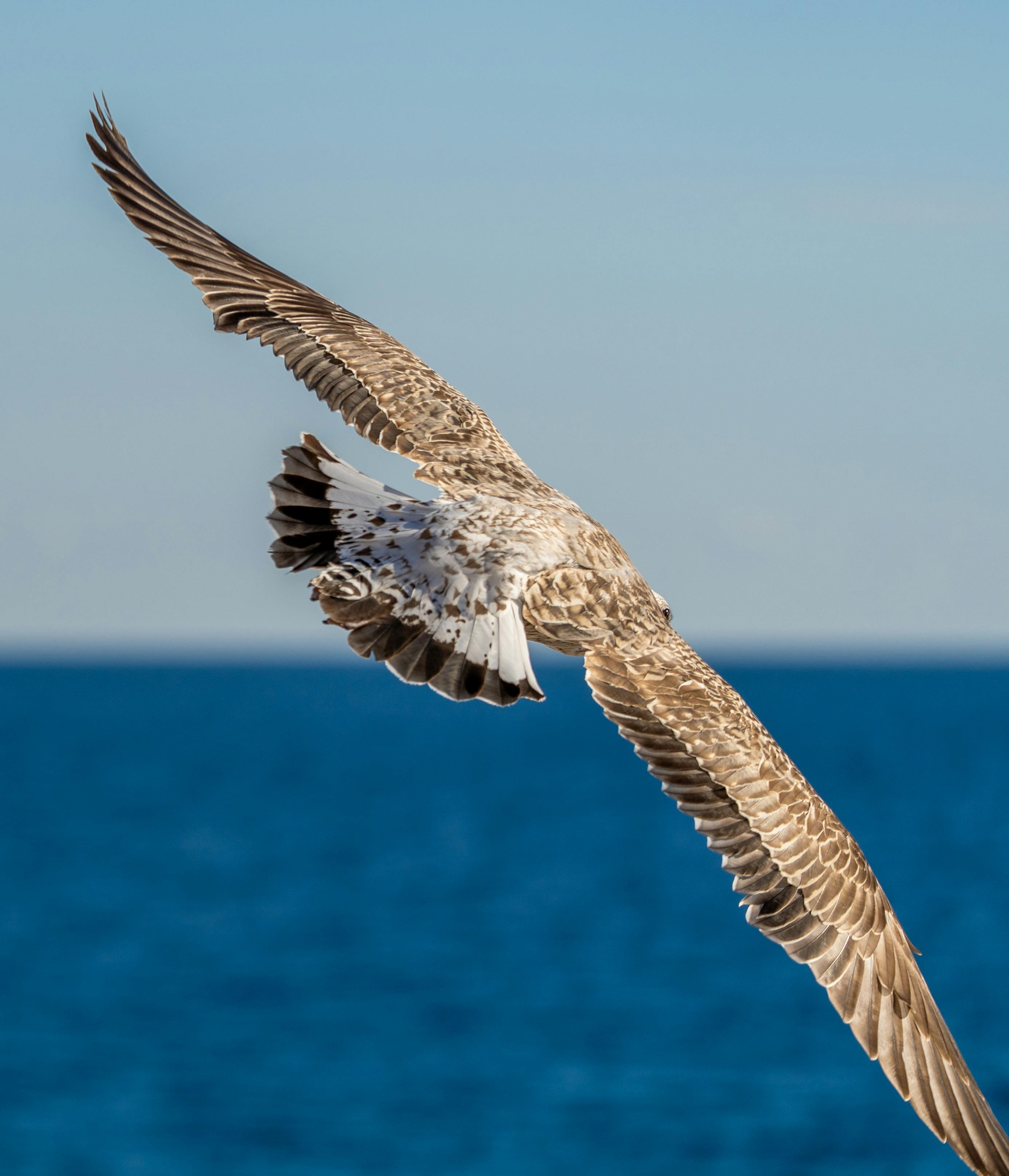 Aerial+View+Of+Montclair+Castle,+Saarland,+Germany Photos, Download The ...
