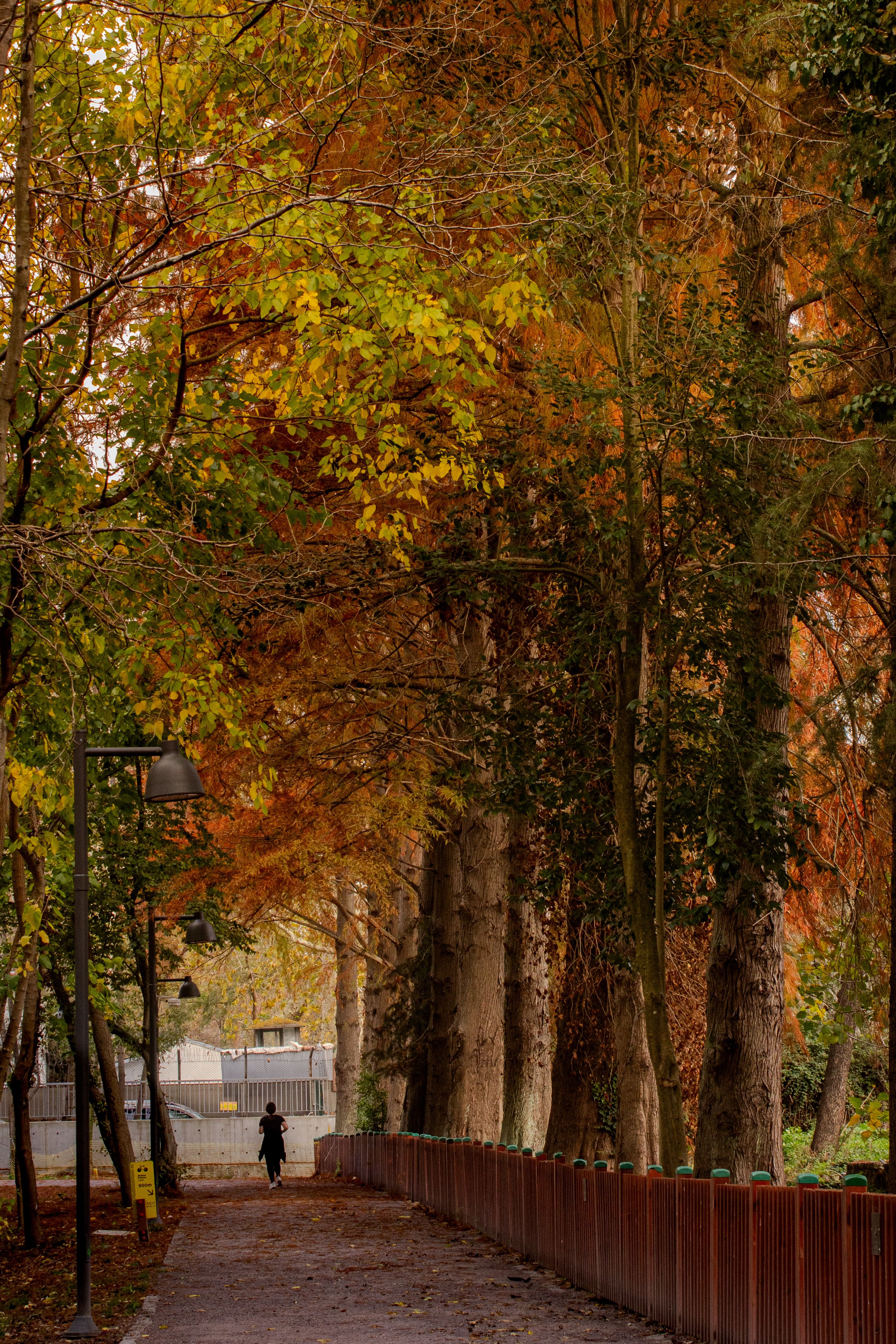 Scenic Autumn Pathway in İstanbul's Sarıyer District · Free Stock Photo