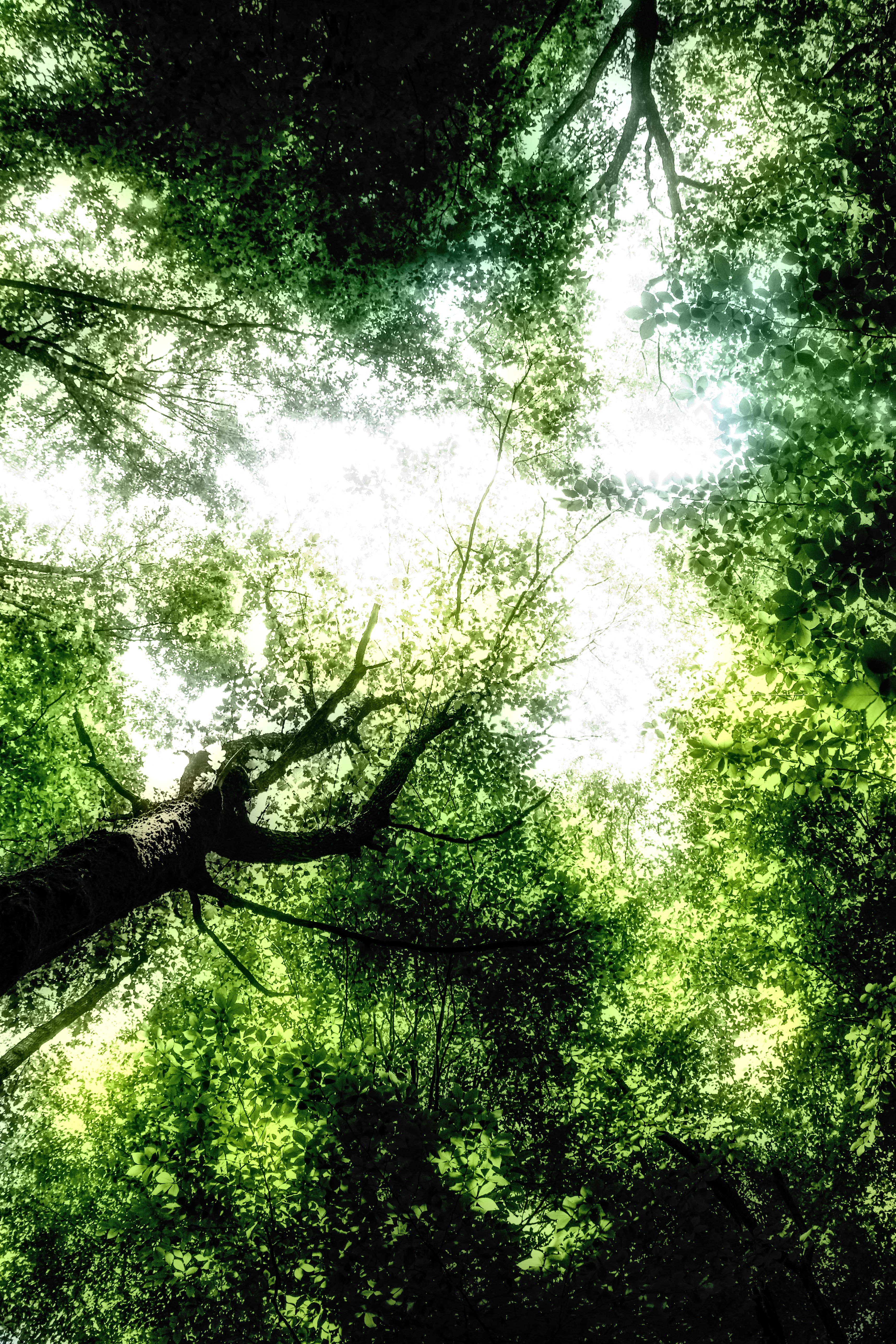 Canopée D'une Forêt Verdoyante Luxuriante, Traversée Par La Lumière Du ...