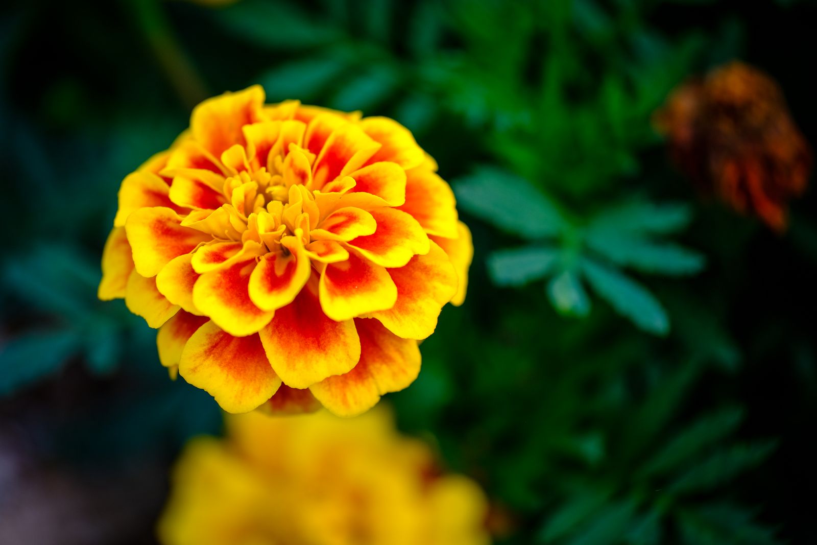 Marigold Flower Photos, Download The BEST Free Marigold Flower Stock ...