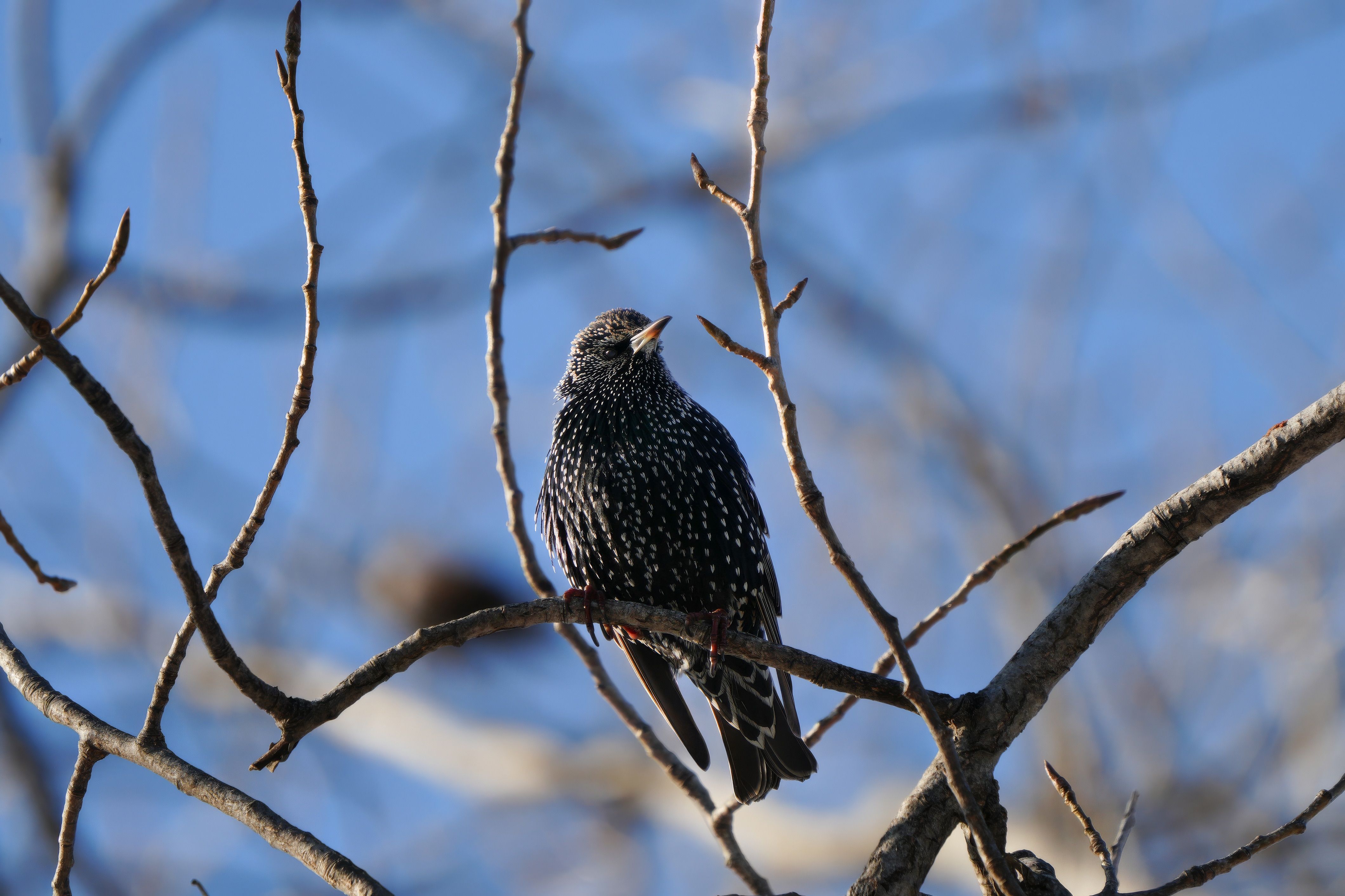 Fauna Lista Photos, Download The BEST Free Fauna Lista Stock Photos ...