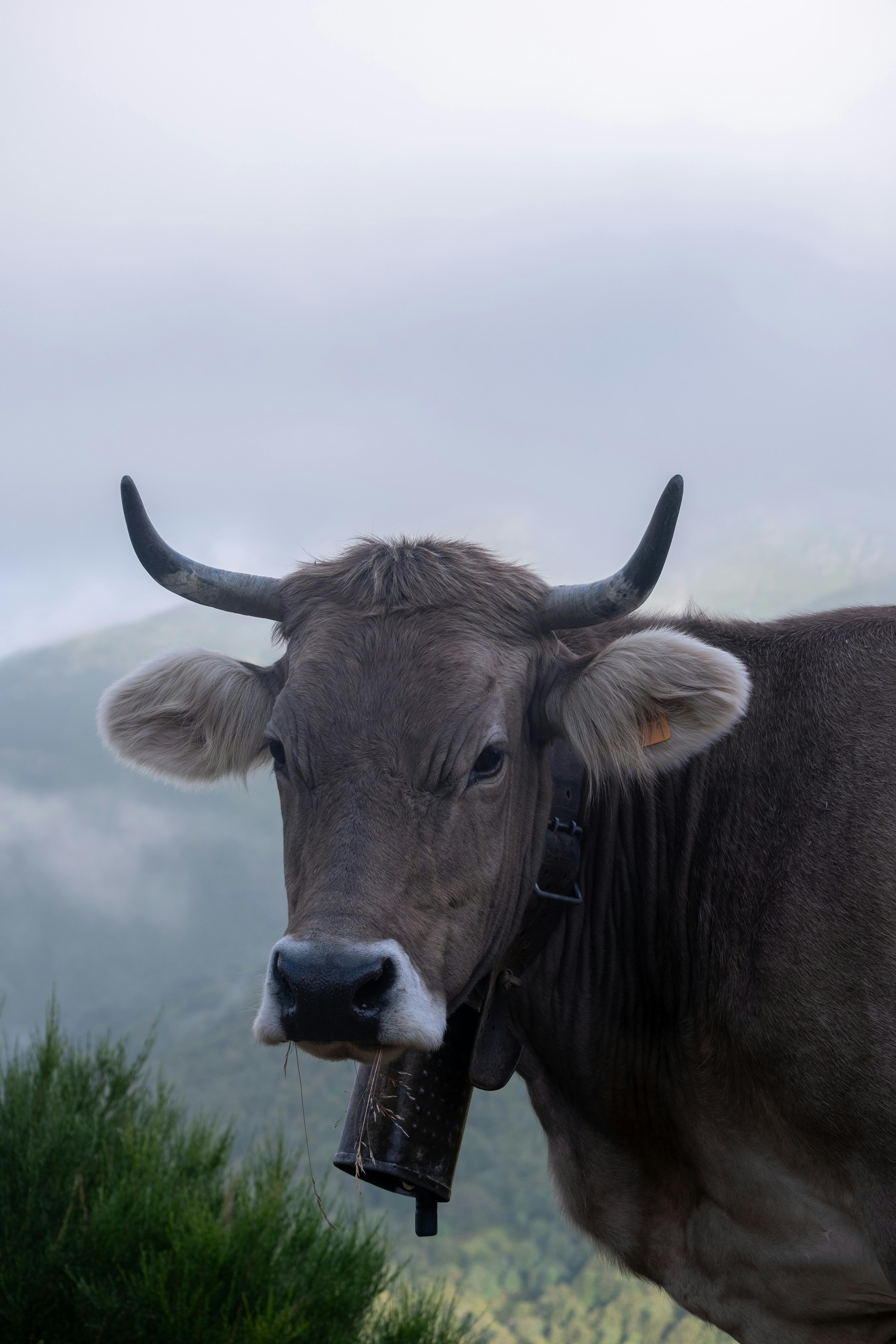 Tinker Bell Photos, Download The BEST Free Tinker Bell Stock Photos ...