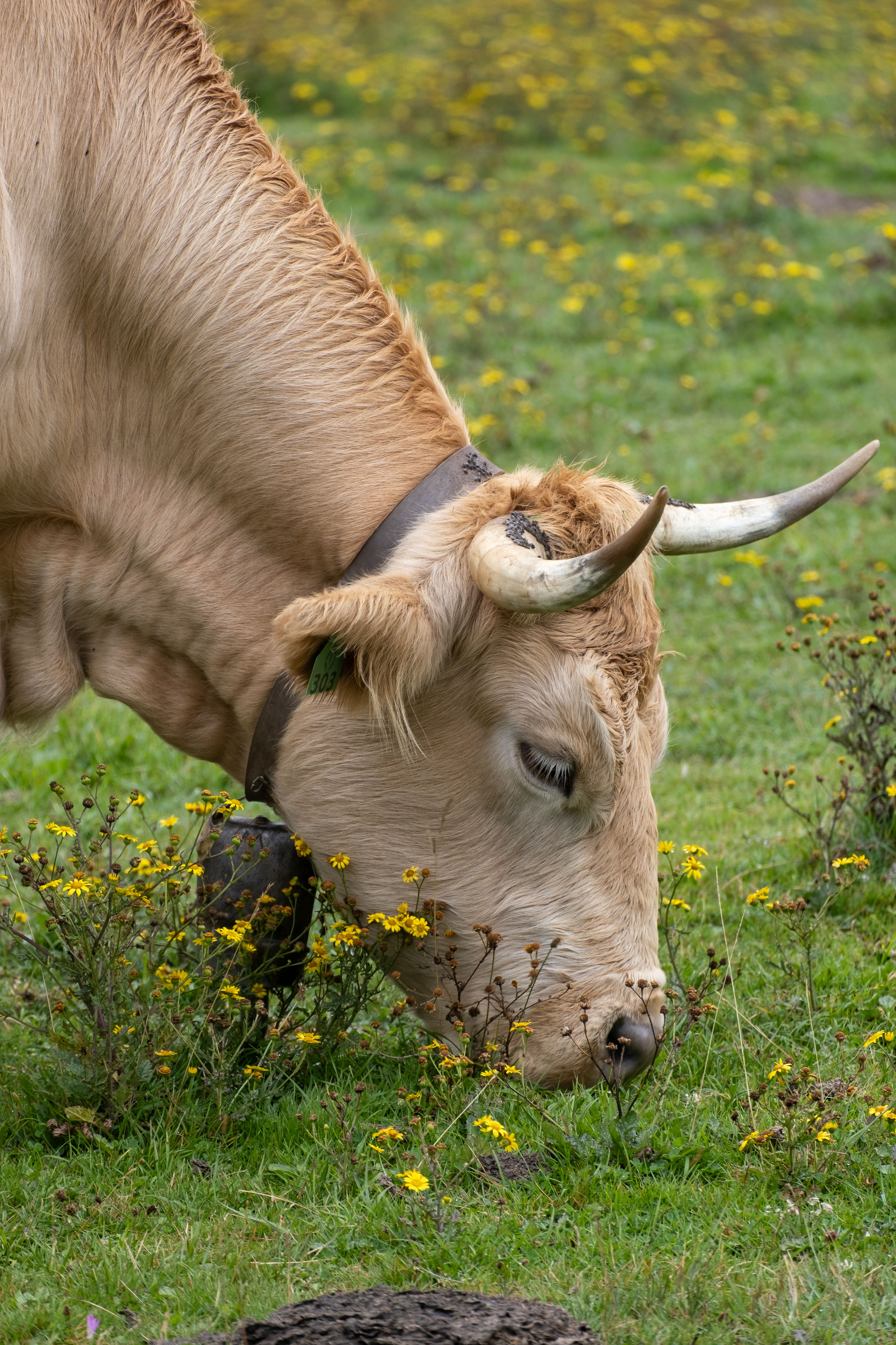 Weird Cow Photos, Download The BEST Free Weird Cow Stock Photos & HD Images