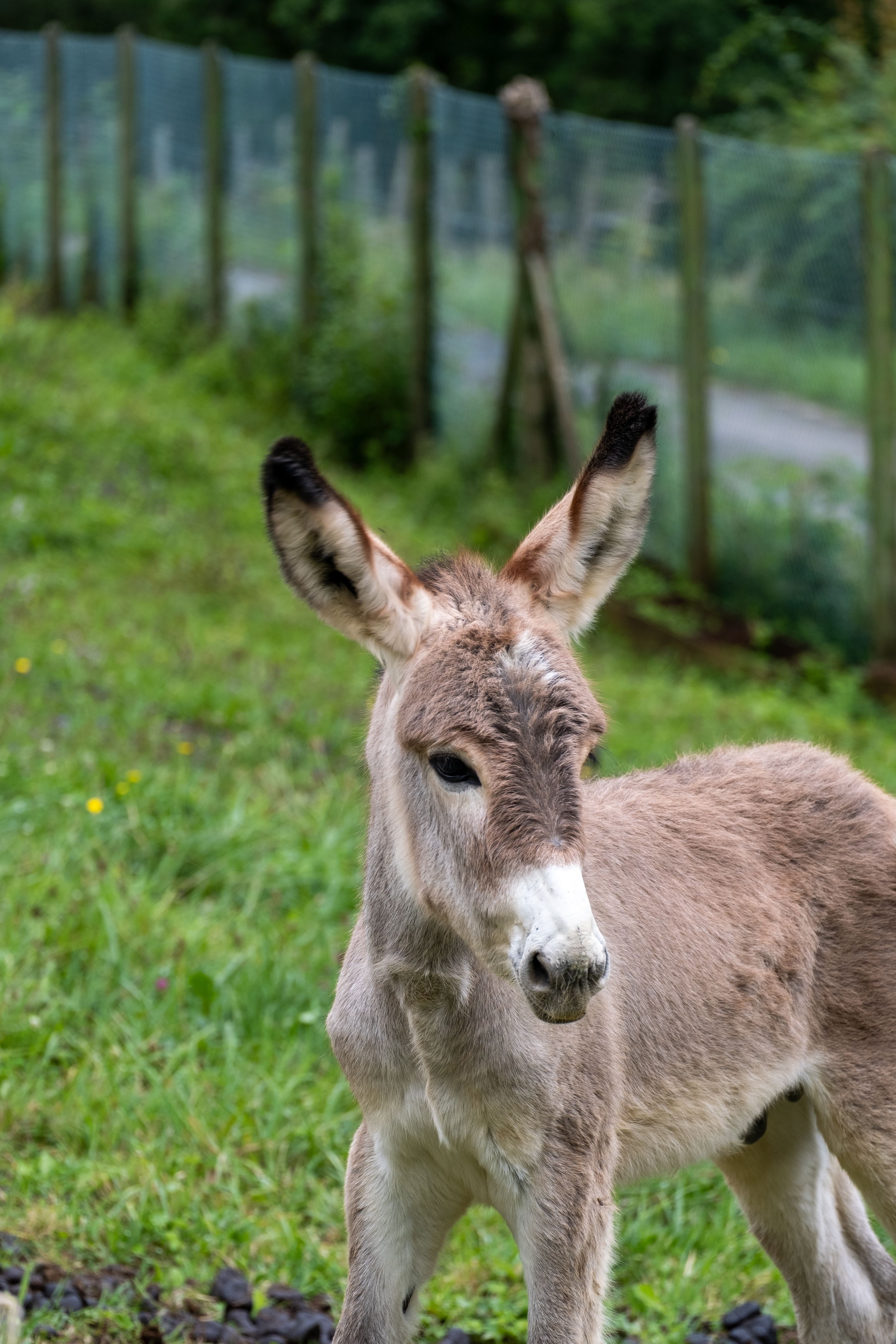 Adorable Donkey Foal in Green Pasture · Free Stock Photo