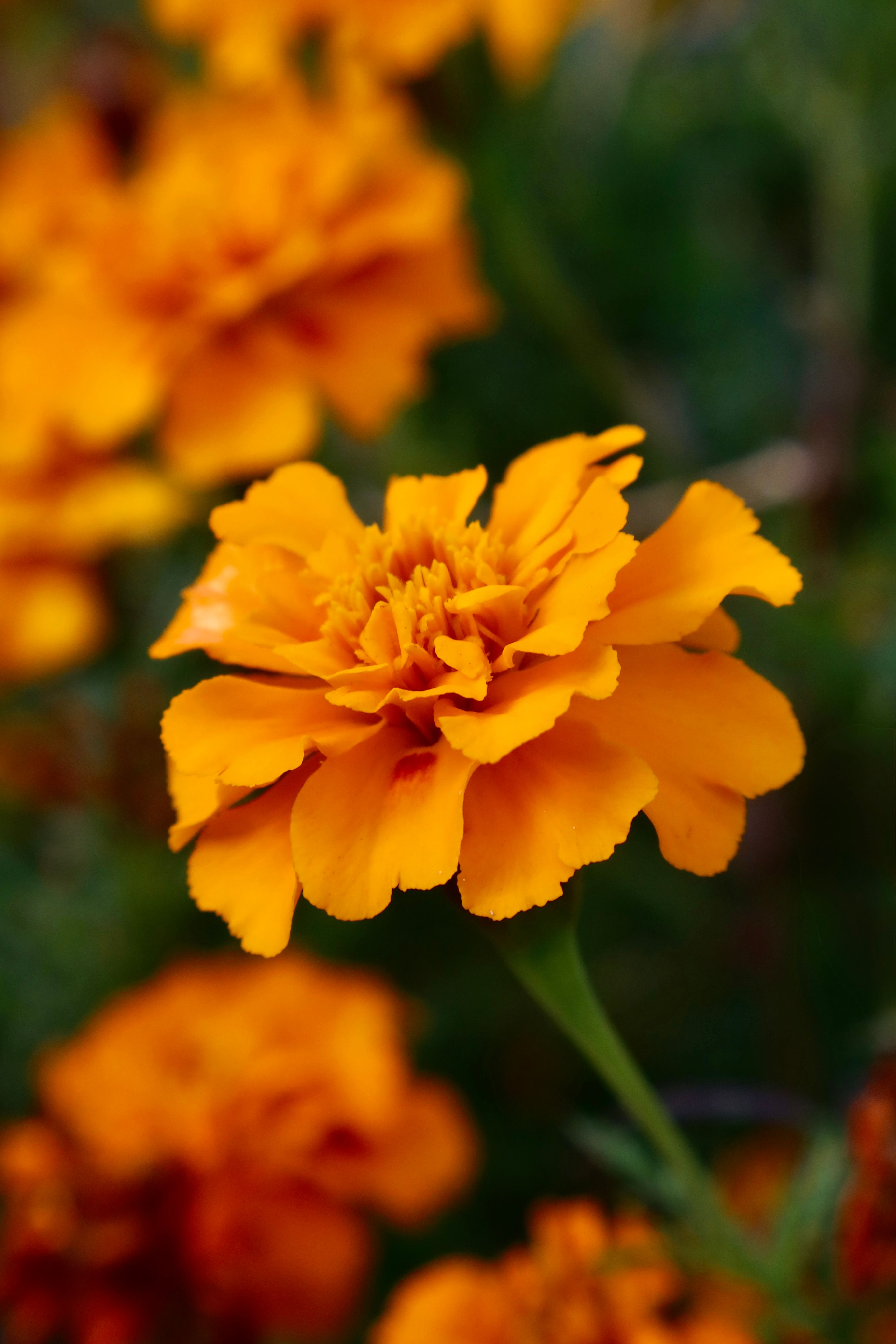 Close-Up Photography of Marigold Flower · Free Stock Photo