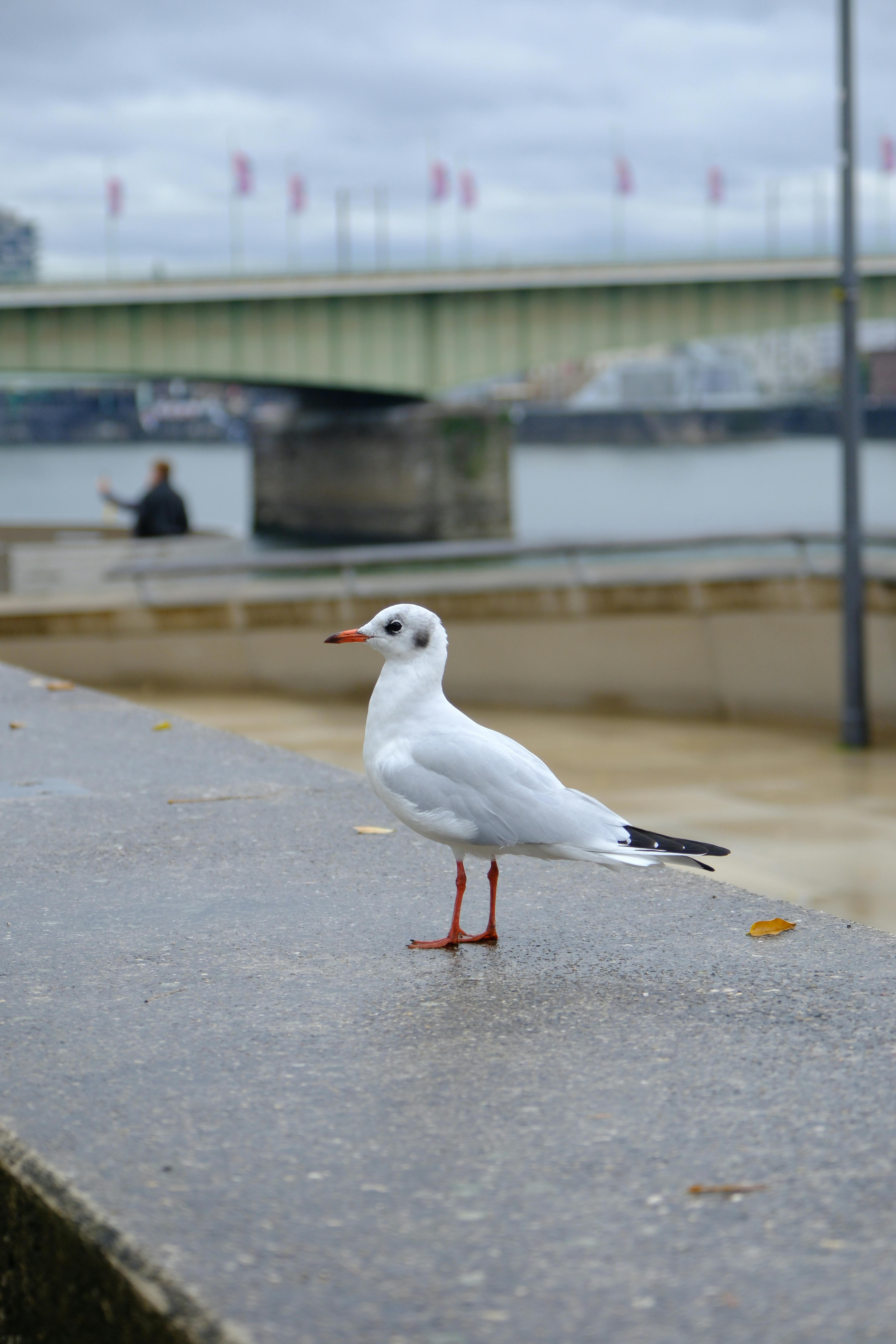 Clouds No Background Photos, Download The BEST Free Clouds No ...