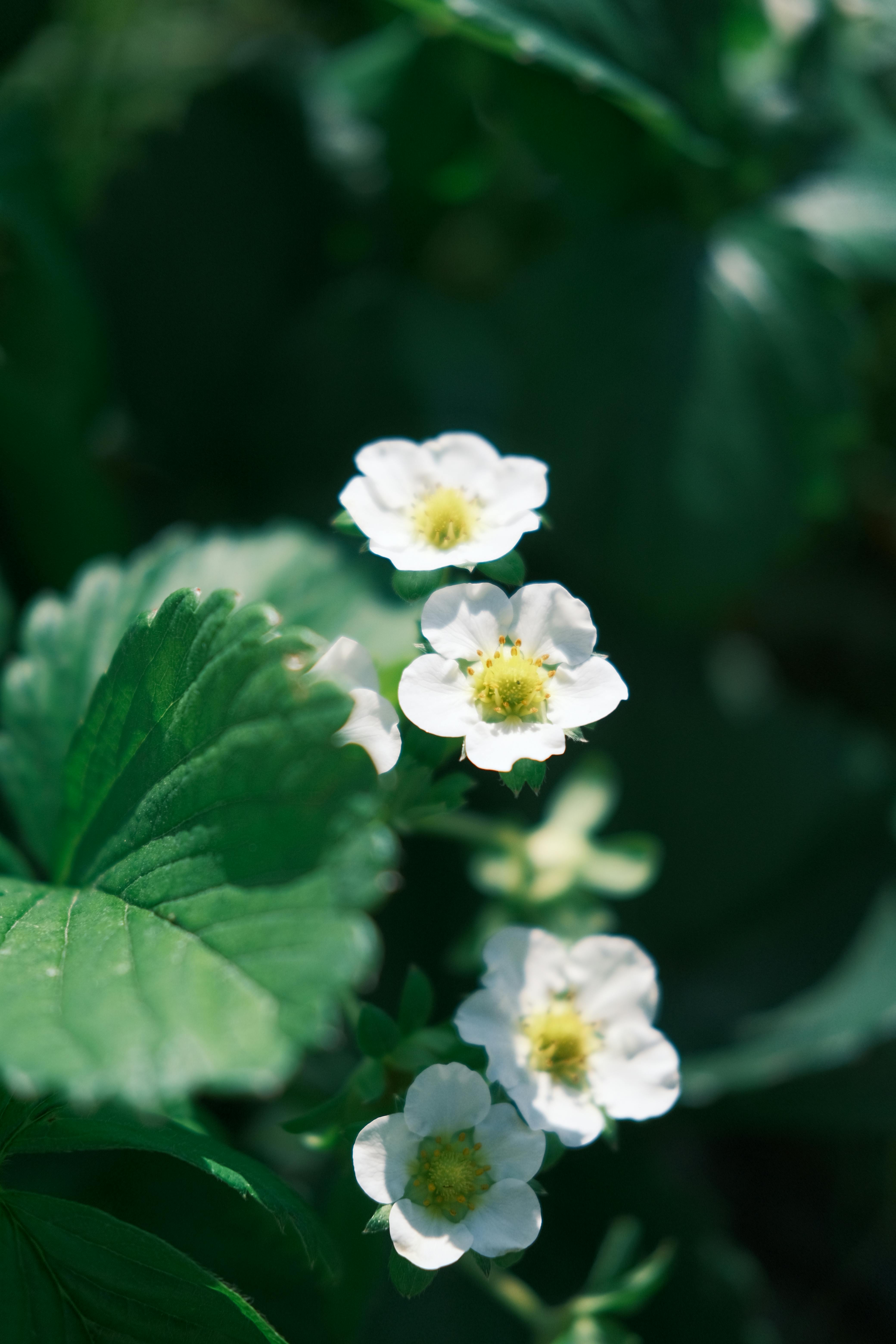 10 000+ najlepszych zdjęć z kategorii: Kolorowanka+strawberry+elefant ...