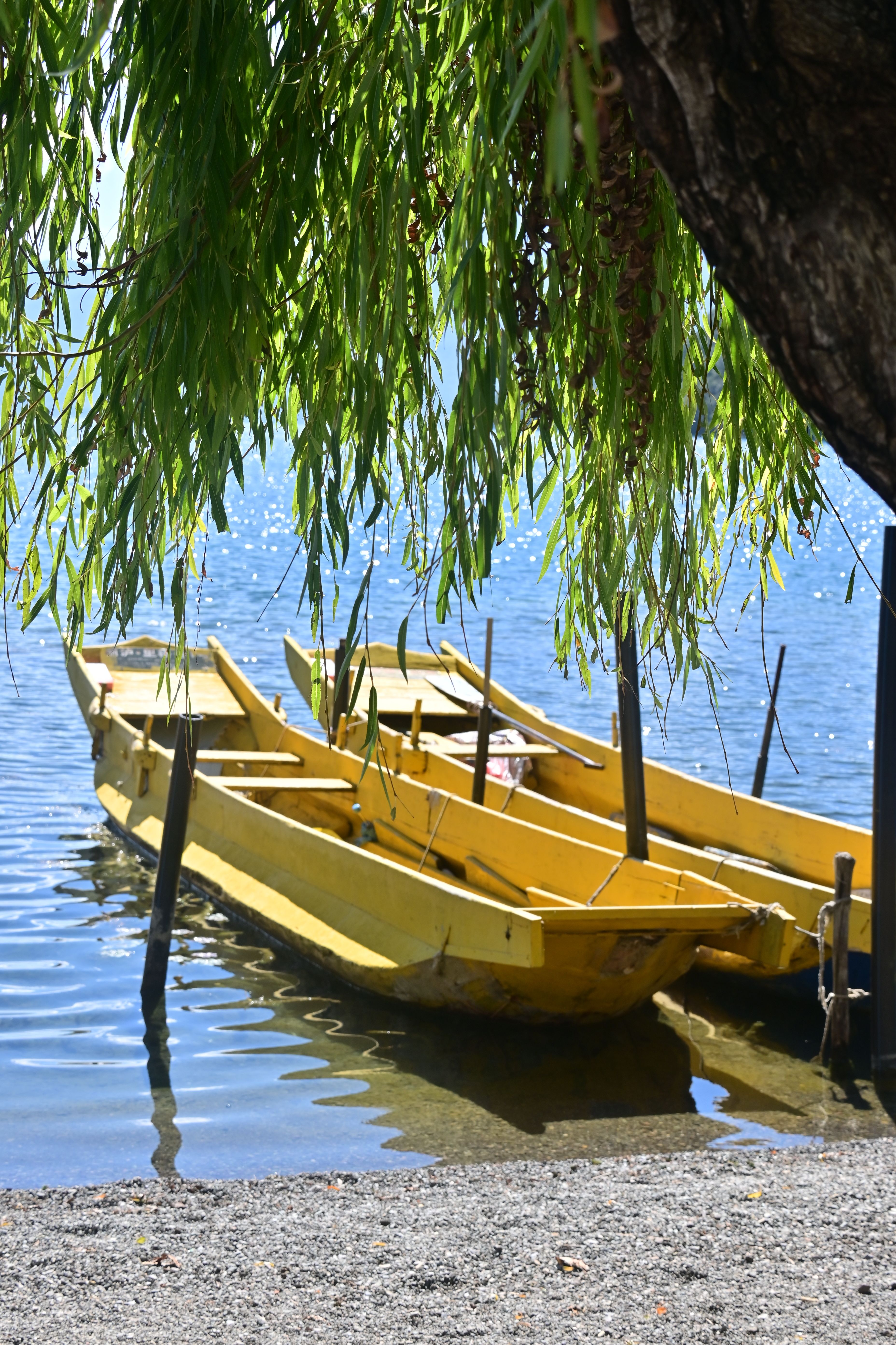 Yellow Boats Under Willow Tree on Serene Lake · Free Stock Photo
