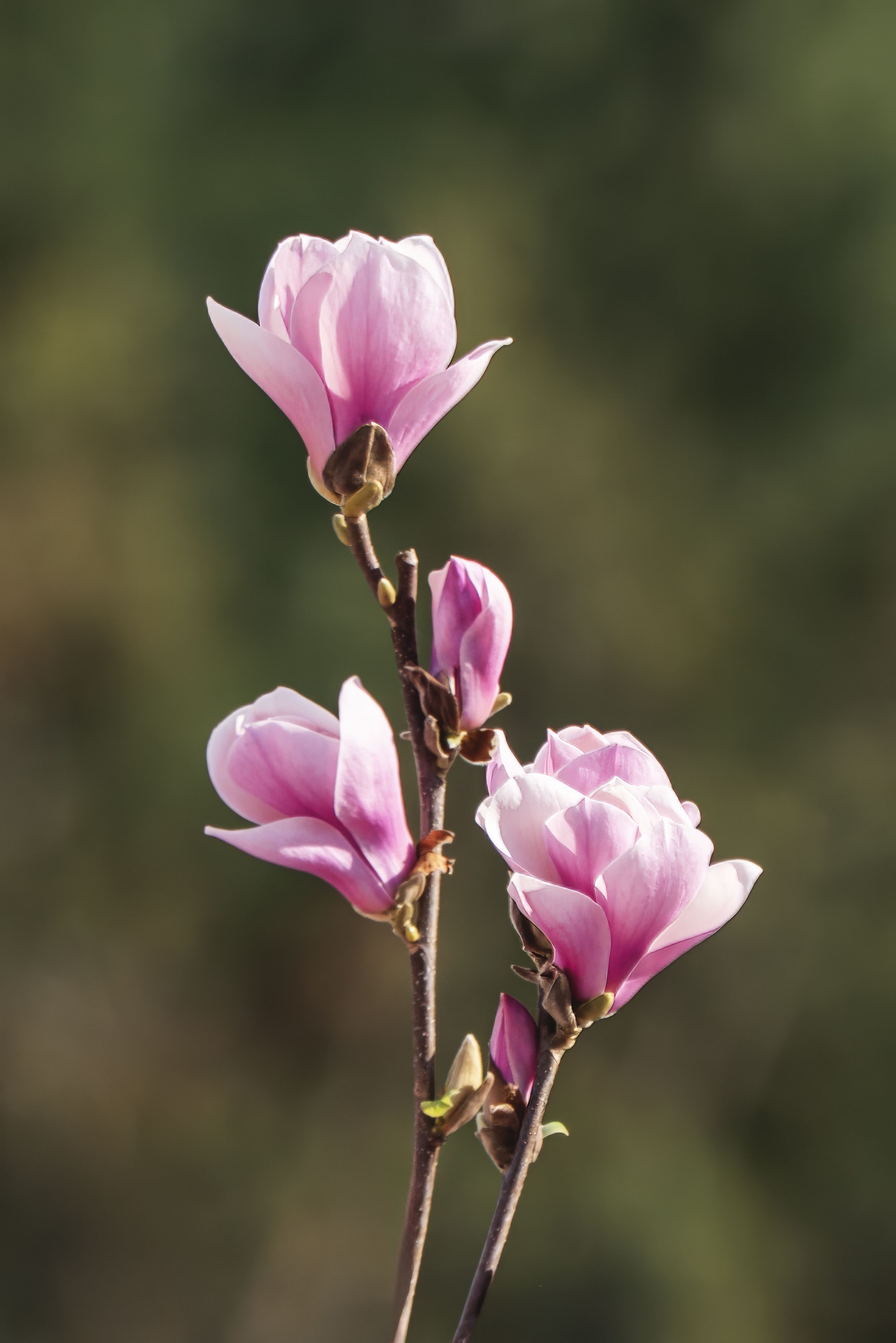 Blooming Flowers Photos, Download The BEST Free Blooming Flowers Stock ...