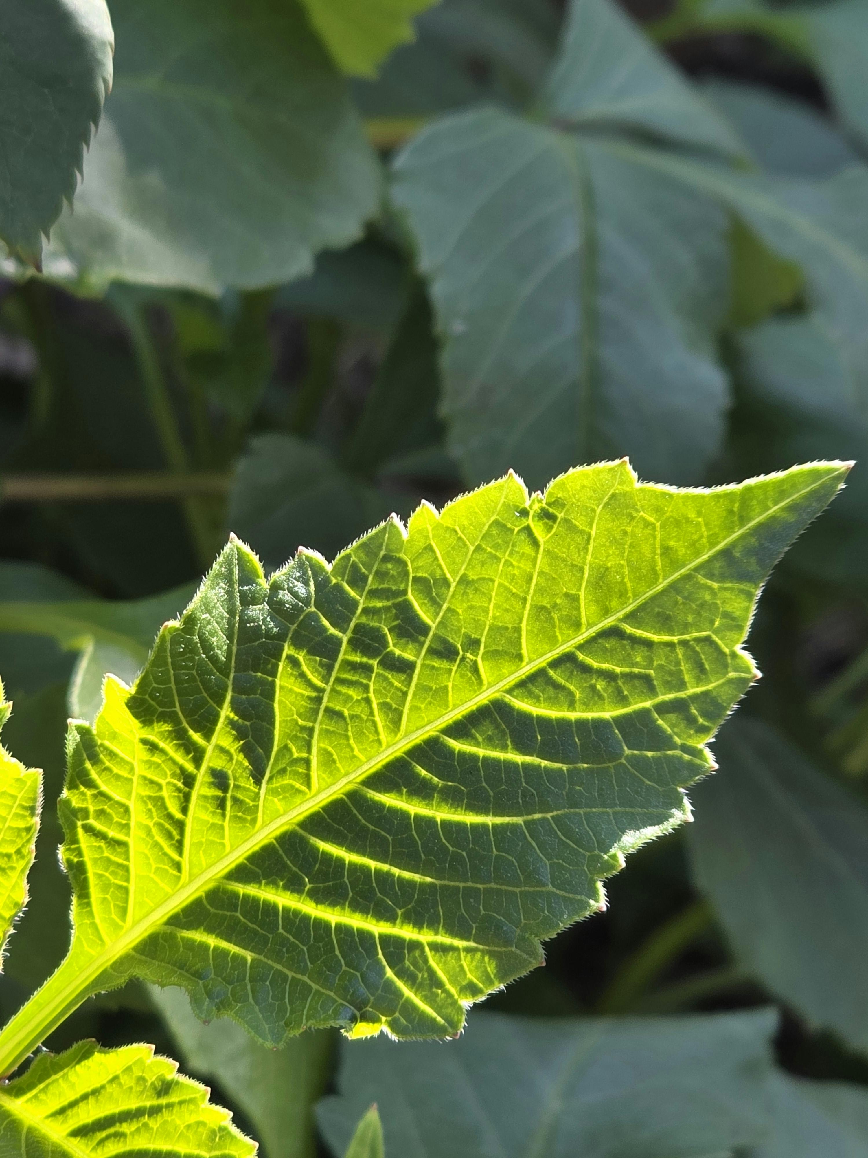 Mafia Background Photos, Download The BEST Free Mafia Background Stock ...