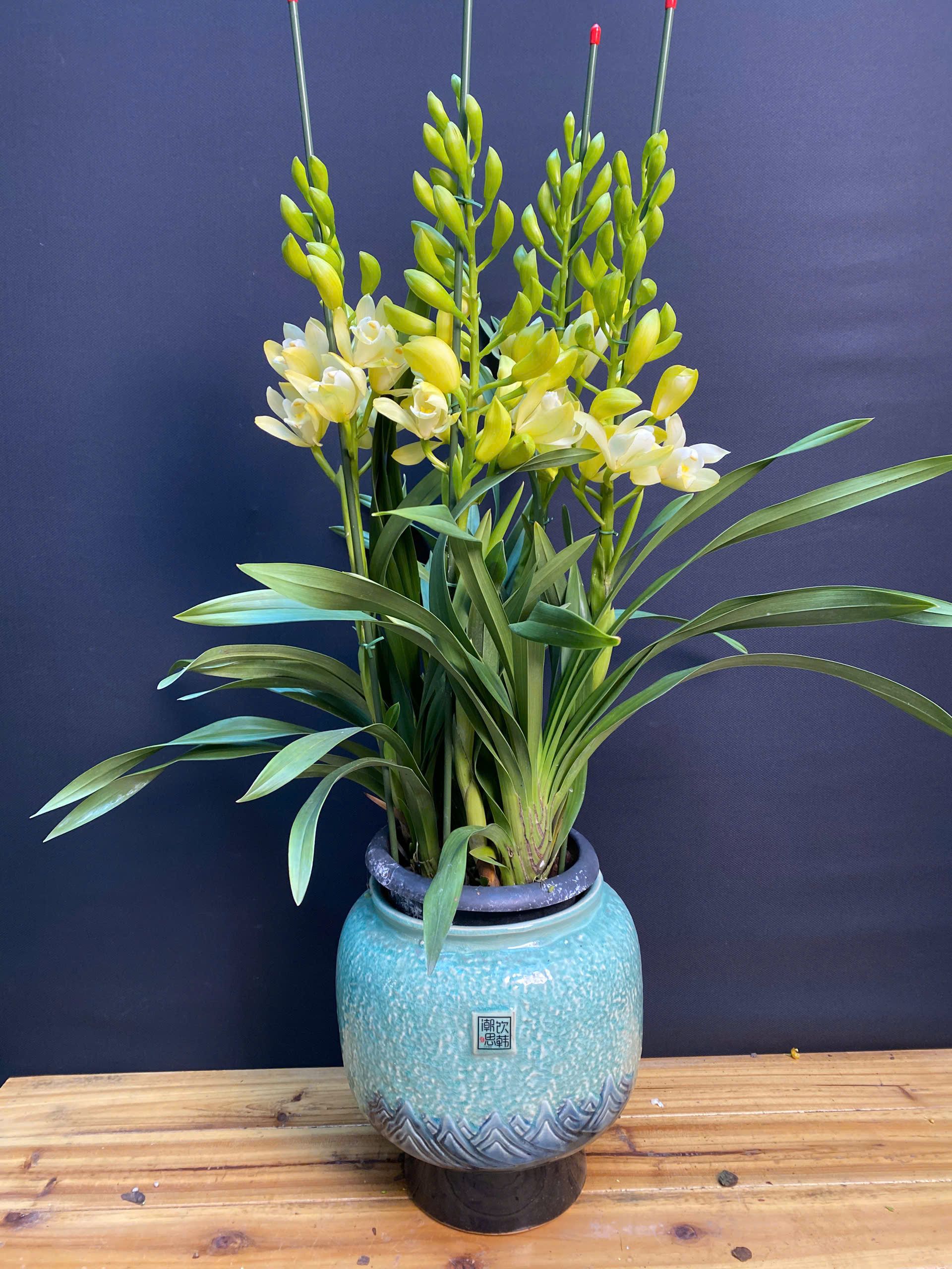 Elegant Cymbidium Orchids in Blue Pot · Free Stock Photo