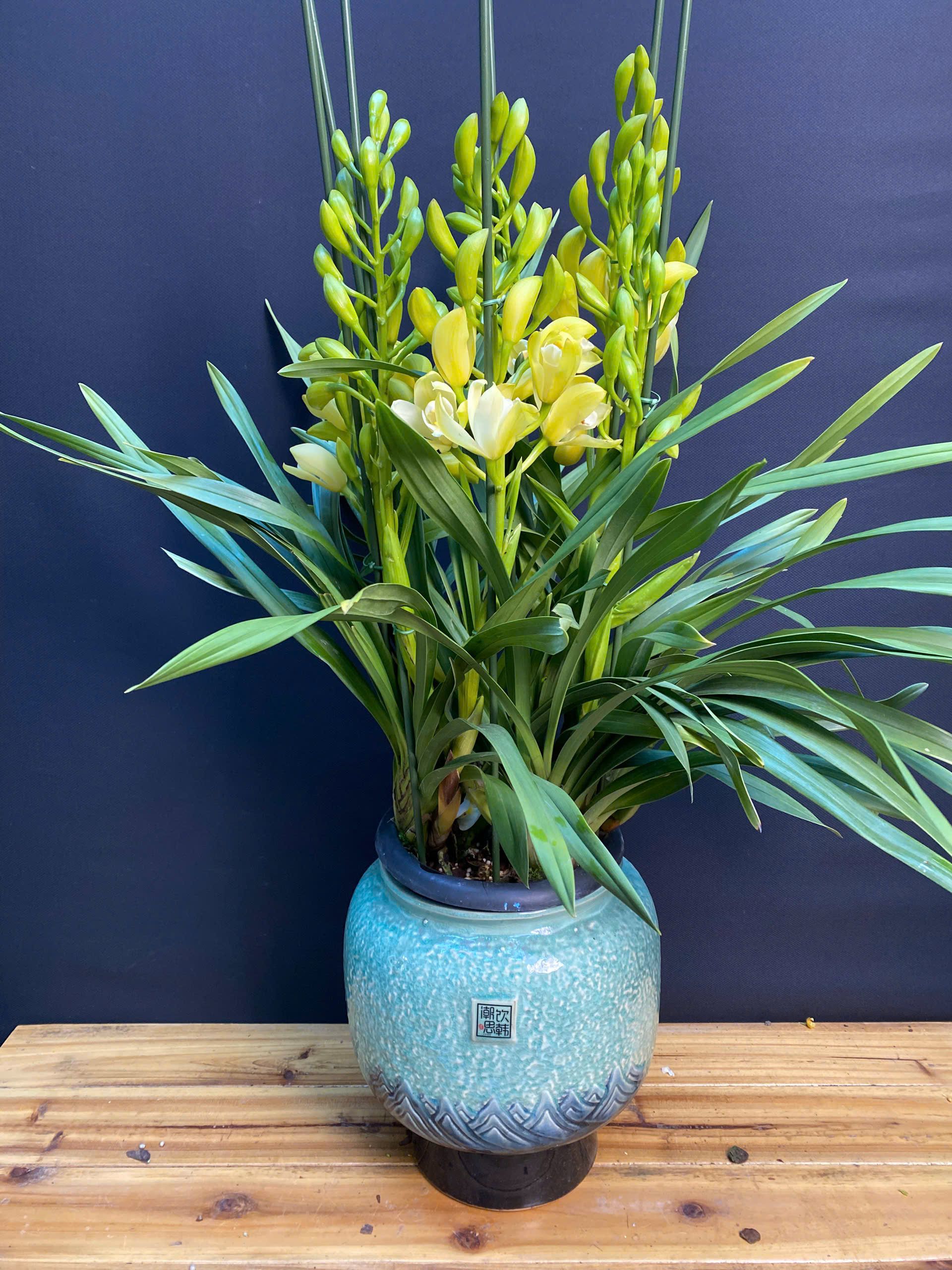 Elegant Cymbidium Orchids in Blue Pot · Free Stock Photo