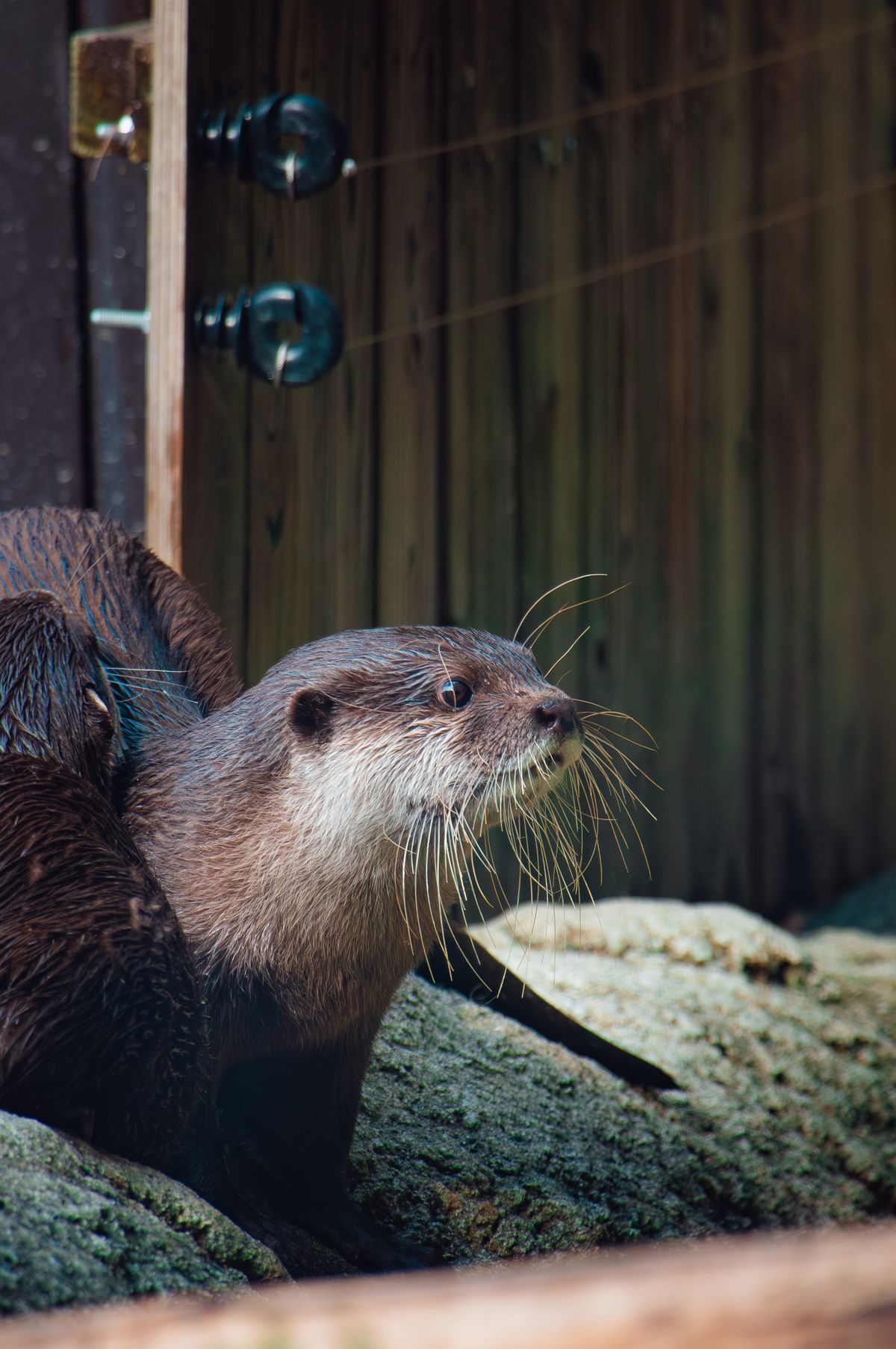 Otter+Pfp Photos, Download The BEST Free Otter+Pfp Stock Photos & HD Images