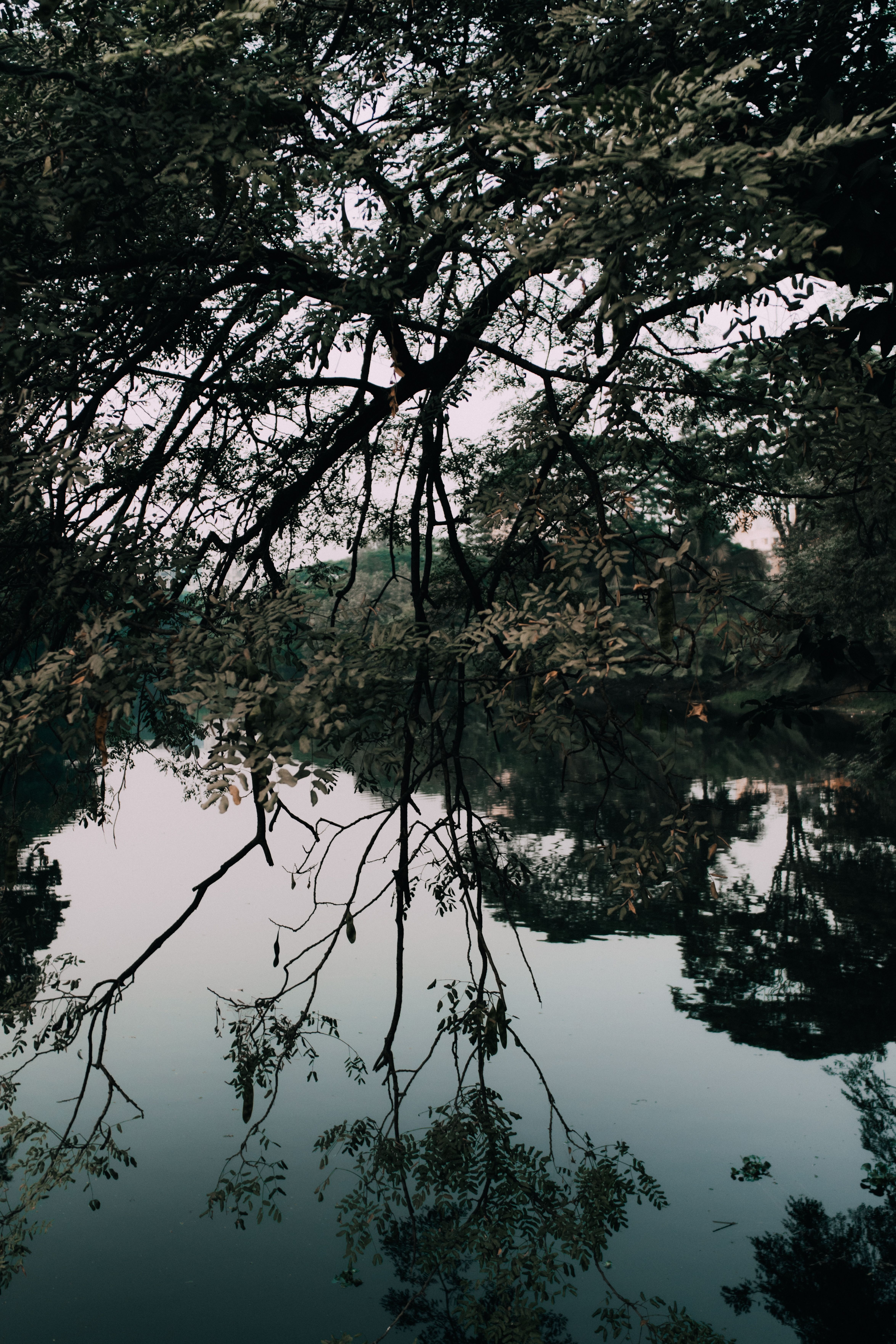 Forest Stillness Photos, Download The BEST Free Forest Stillness Stock ...
