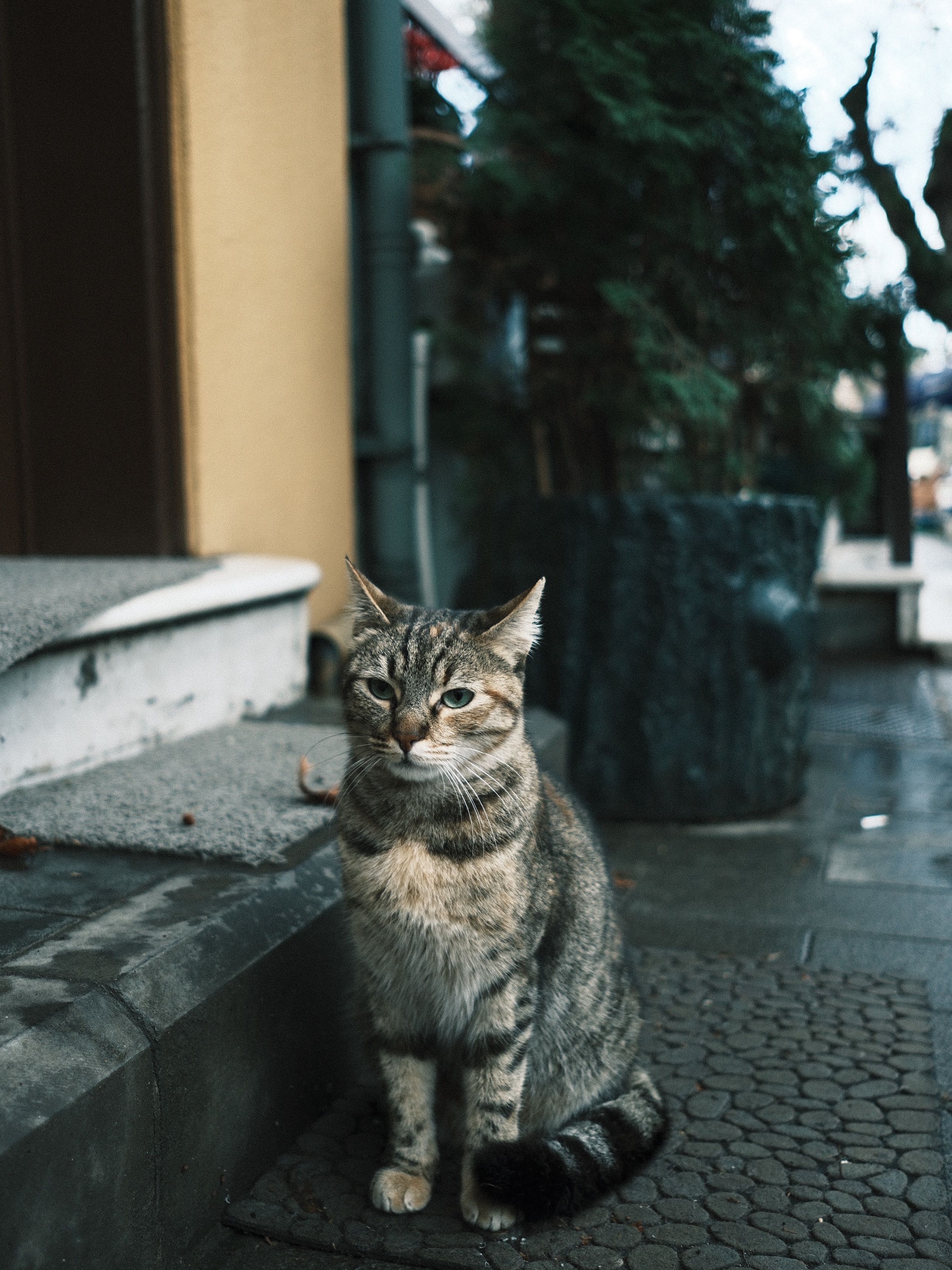 Cat Pfp Photos, Download The BEST Free Cat Pfp Stock Photos & HD Images