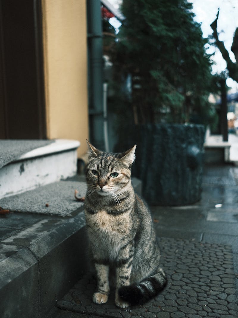 Cat Pfp Photos, Download The BEST Free Cat Pfp Stock Photos & HD Images