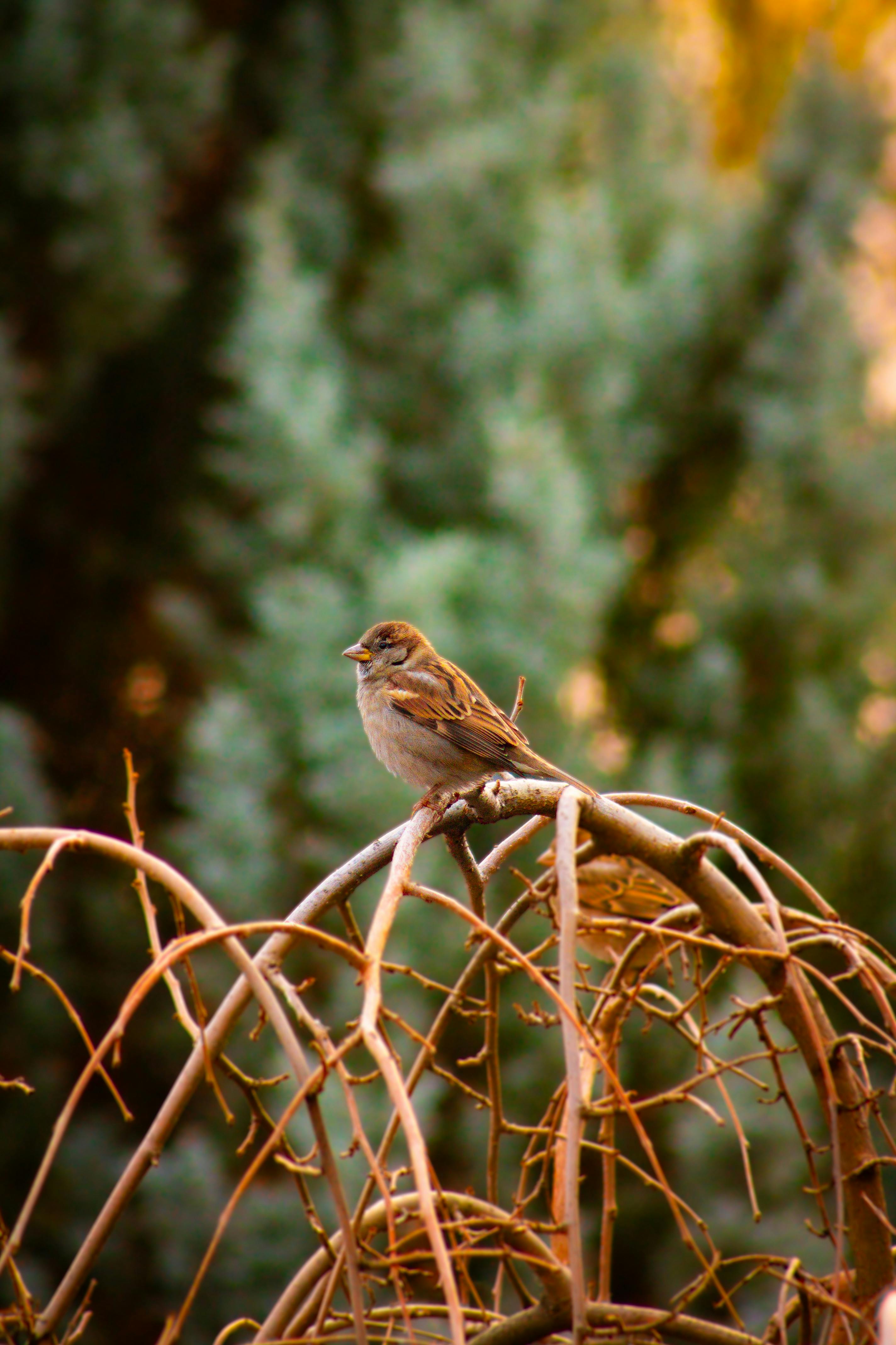 Bird 4k Photos, Download The BEST Free Bird 4k Stock Photos & HD Images