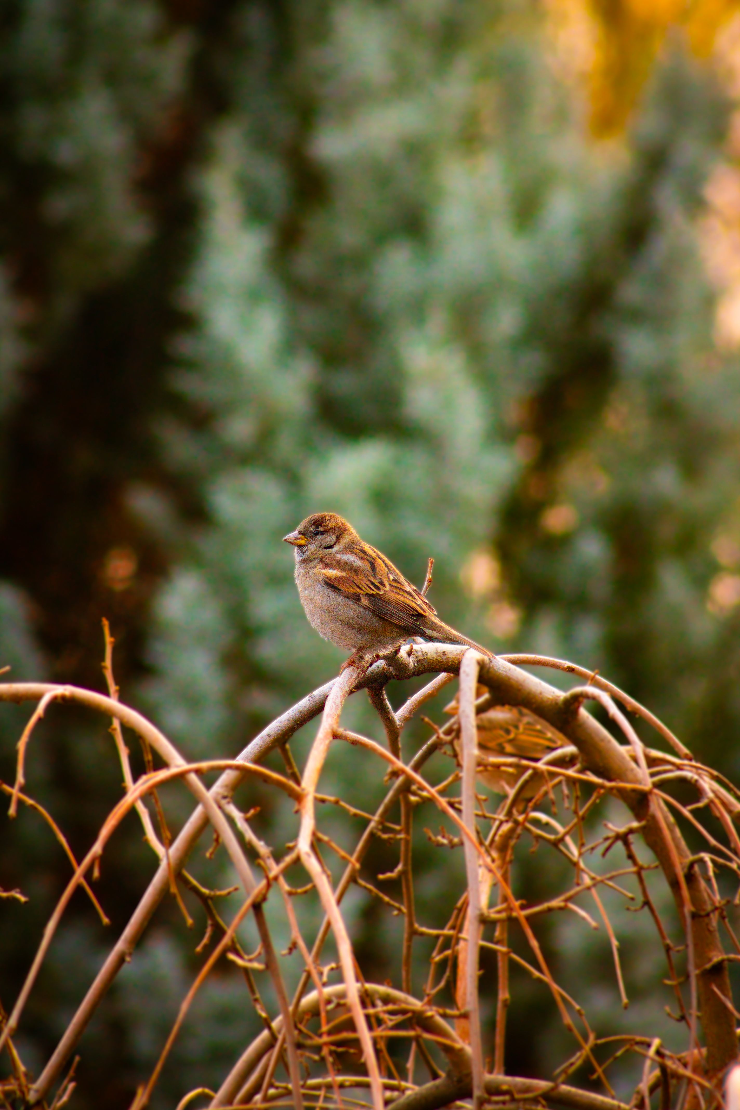 Bird 4k Photos, Download The BEST Free Bird 4k Stock Photos & HD Images
