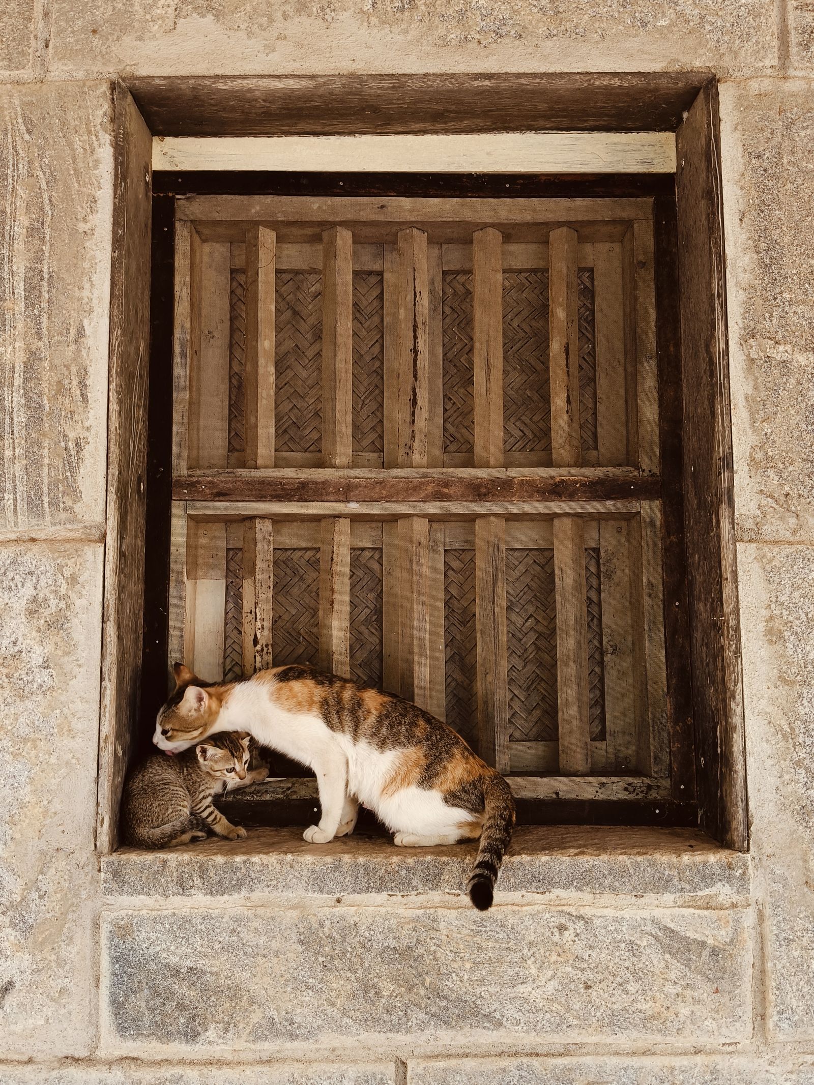Real Cats Photos, Download The BEST Free Real Cats Stock Photos & HD Images