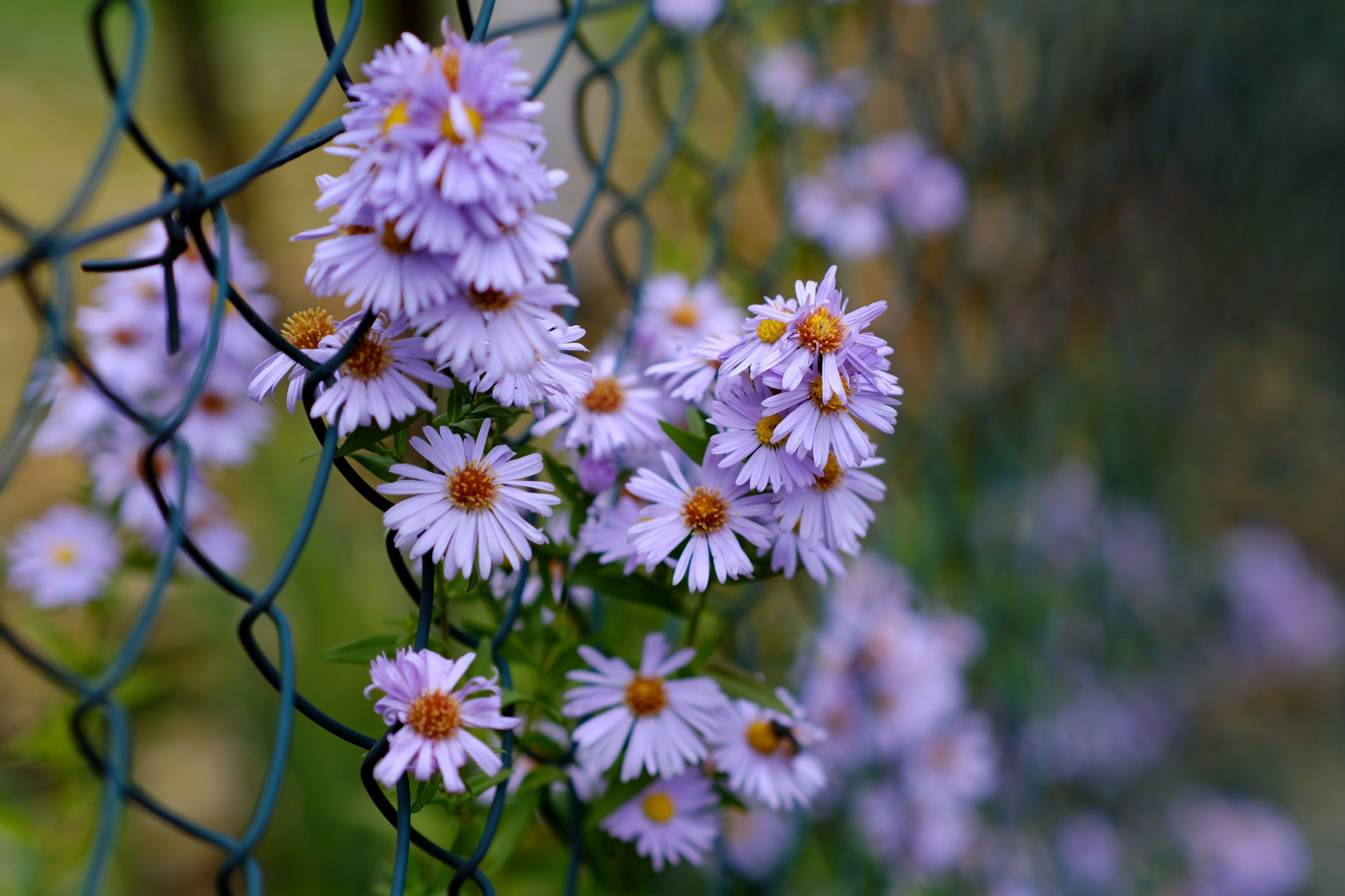 Beautiful Purple Asters on a Garden Fence · Free Stock Photo