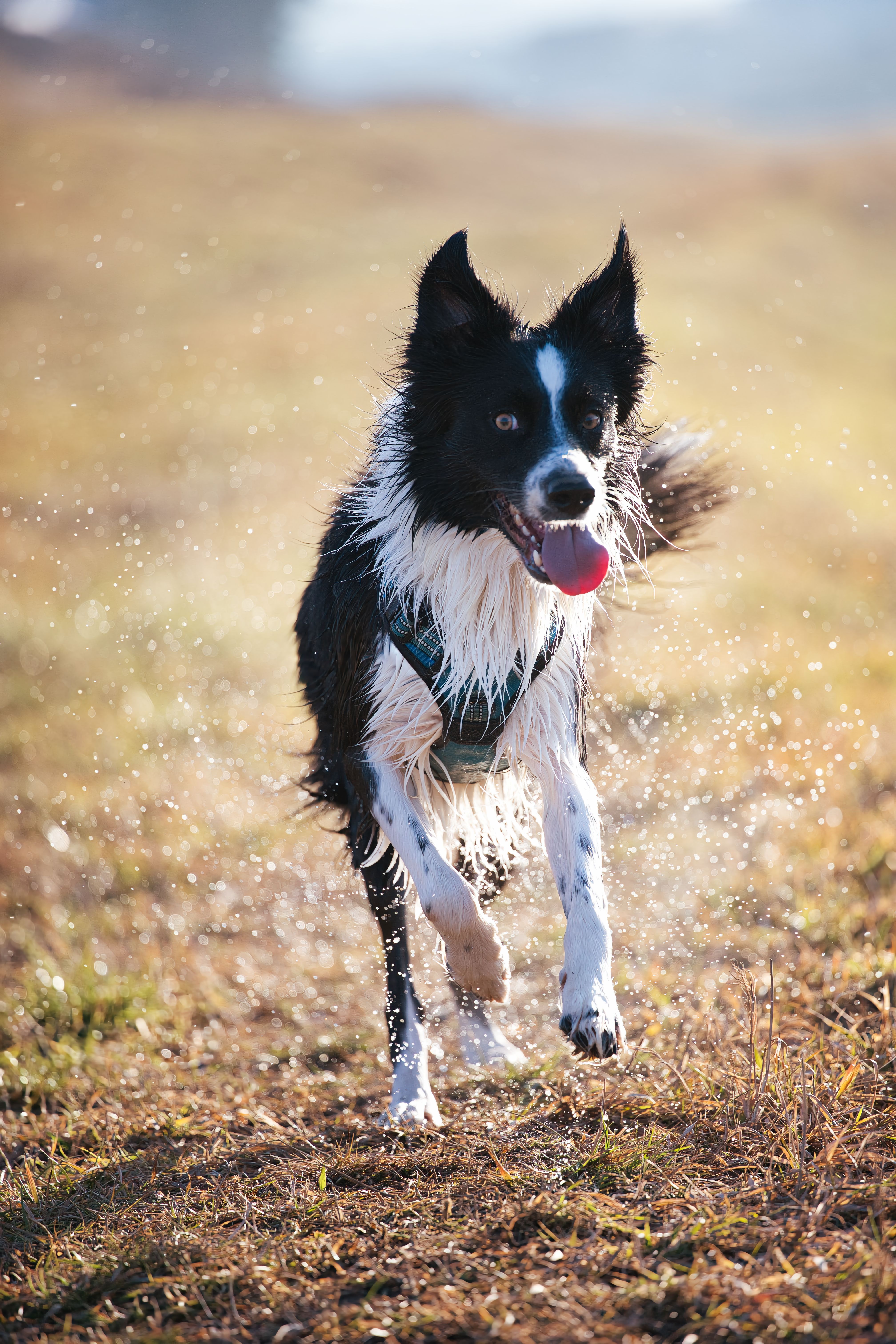 Energetic Border Collie Running Outdoors on Grass · Free Stock Photo