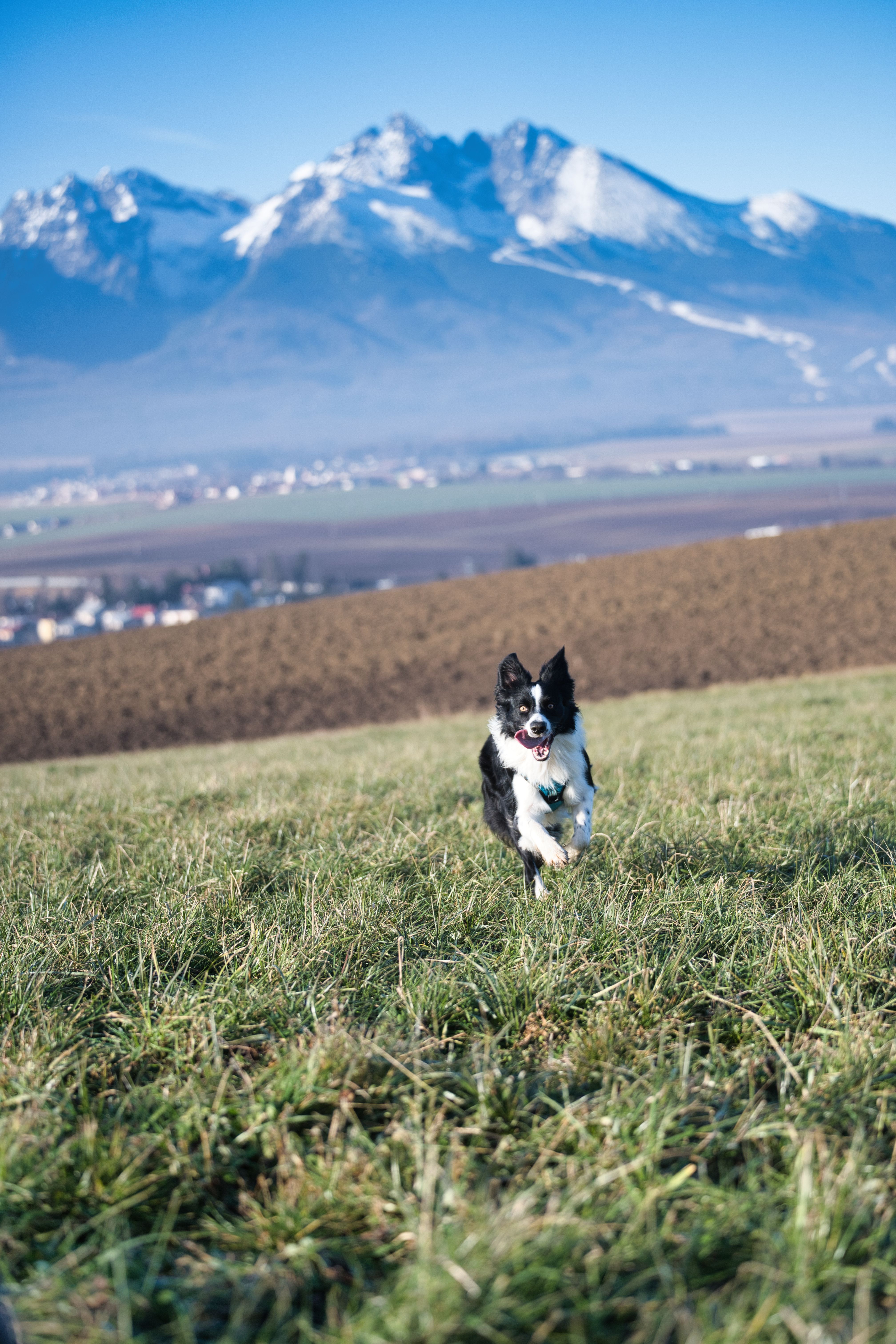 Dog Trace Photos, Download The BEST Free Dog Trace Stock Photos & HD Images