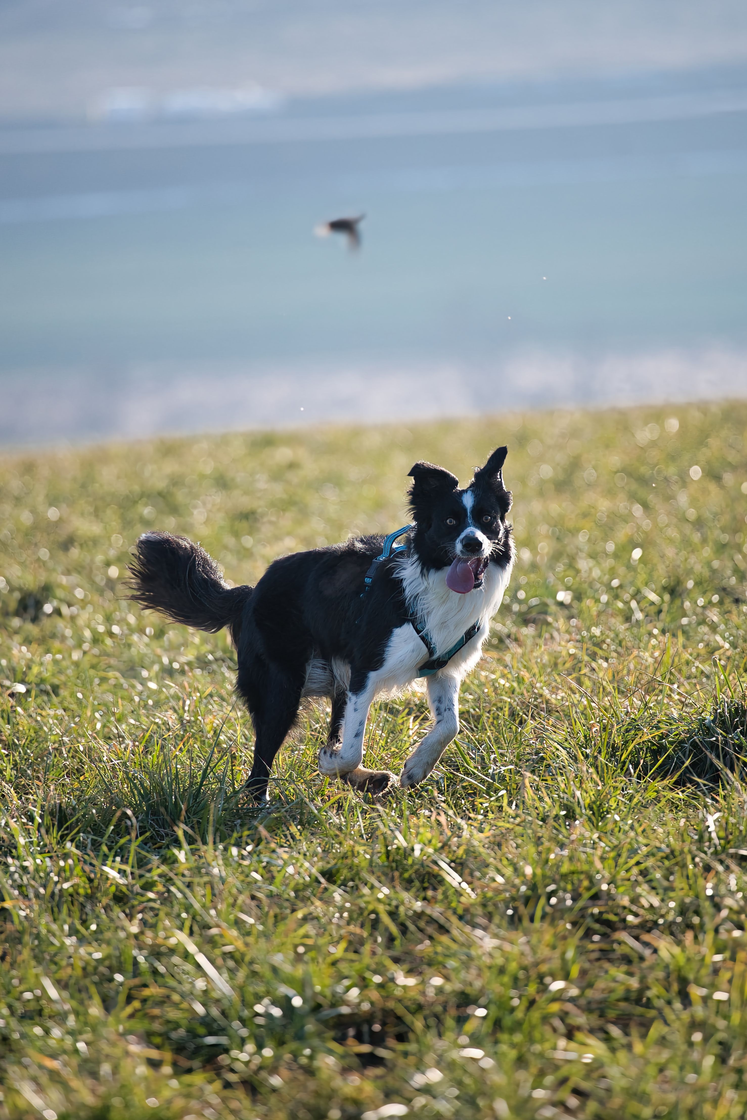 Playful Border Collie in Sunny Field · Free Stock Photo