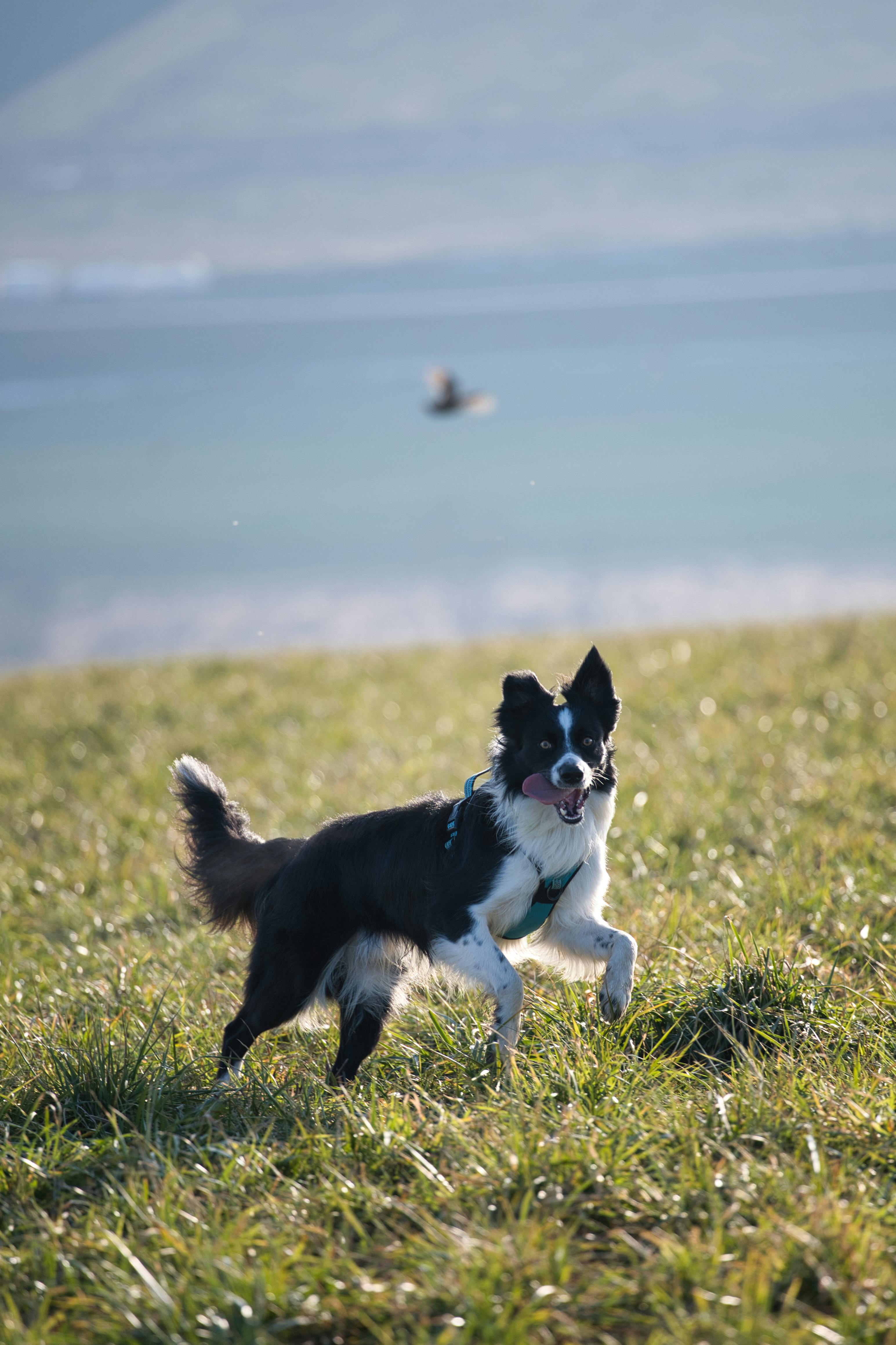 Dogs Without Background Photos, Download The BEST Free Dogs Without ...