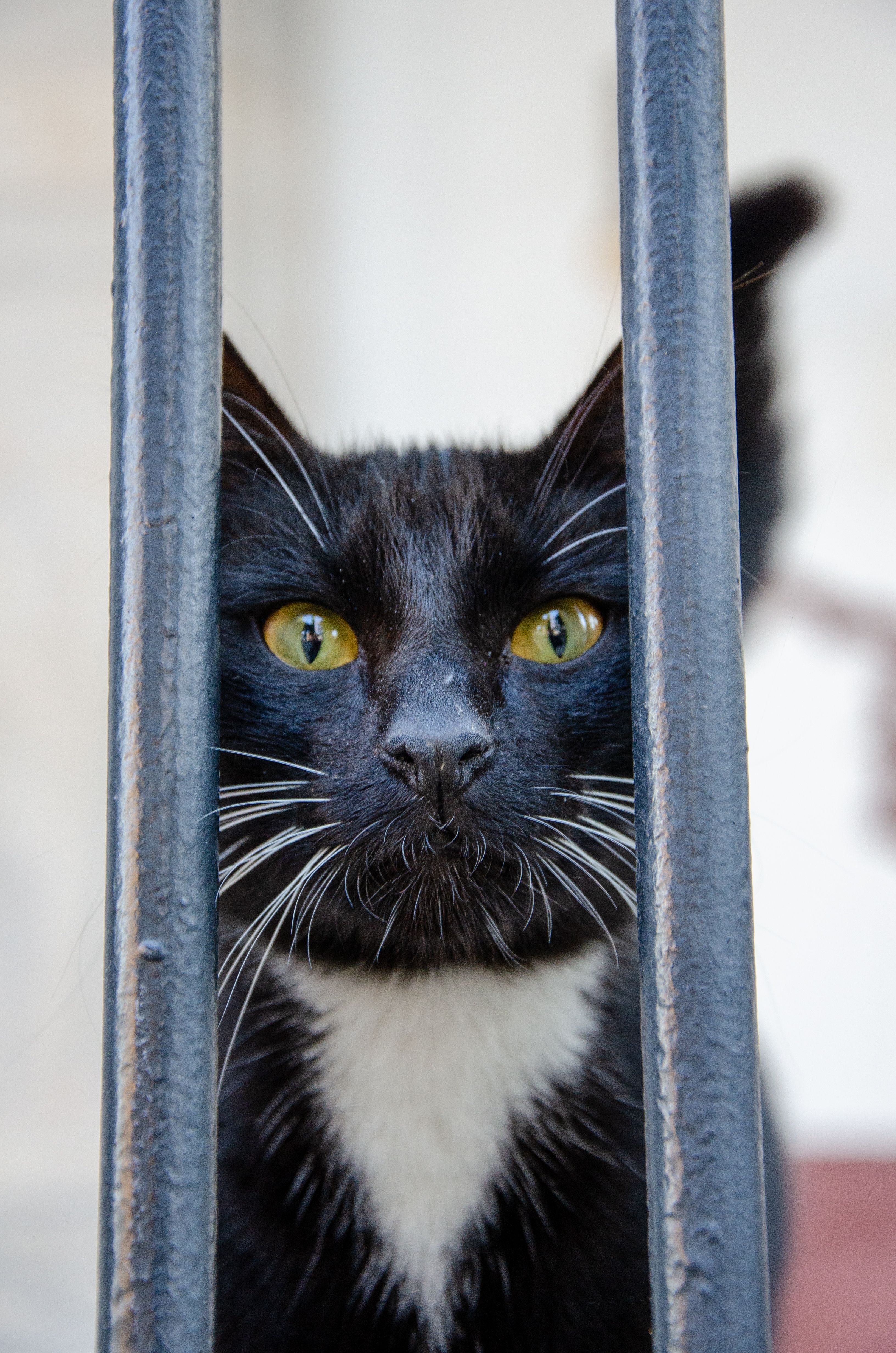 Black Cat Behind Bars: Intriguing Feline Stare · Free Stock Photo