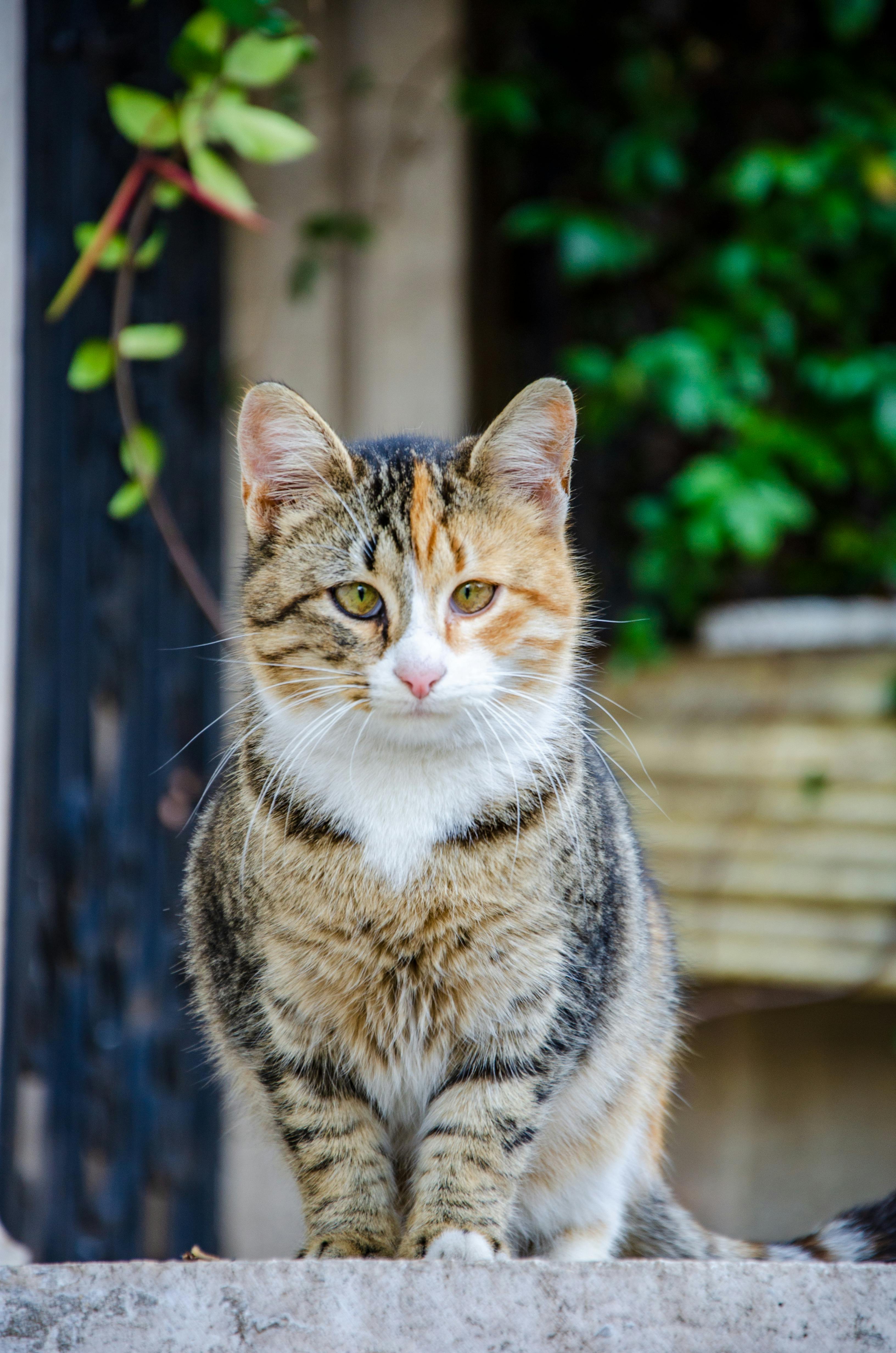 Real Cats Photos, Download The BEST Free Real Cats Stock Photos & HD Images