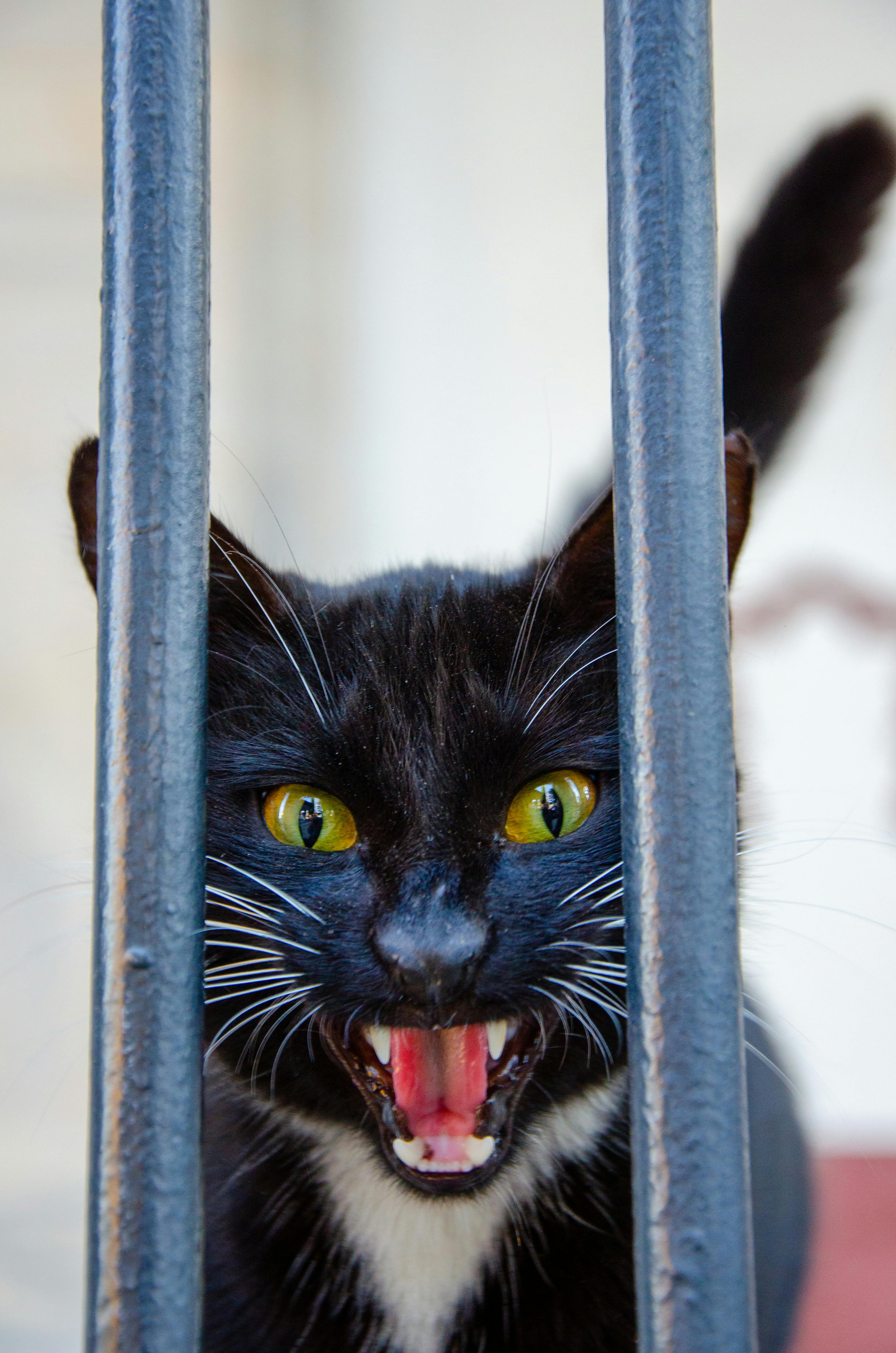 Real Cats Photos, Download The BEST Free Real Cats Stock Photos & HD Images