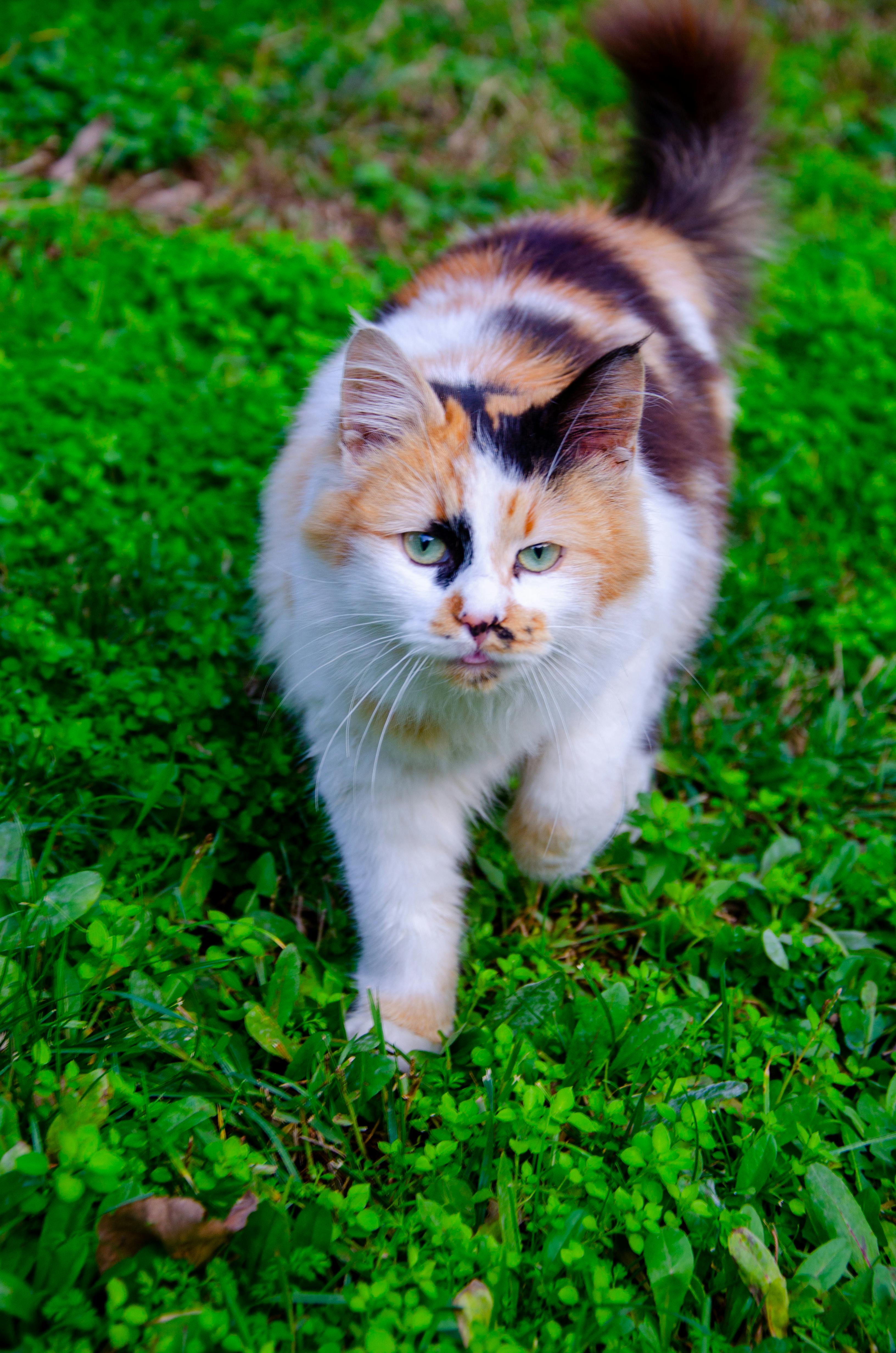 Real Cats Photos, Download The BEST Free Real Cats Stock Photos & HD Images