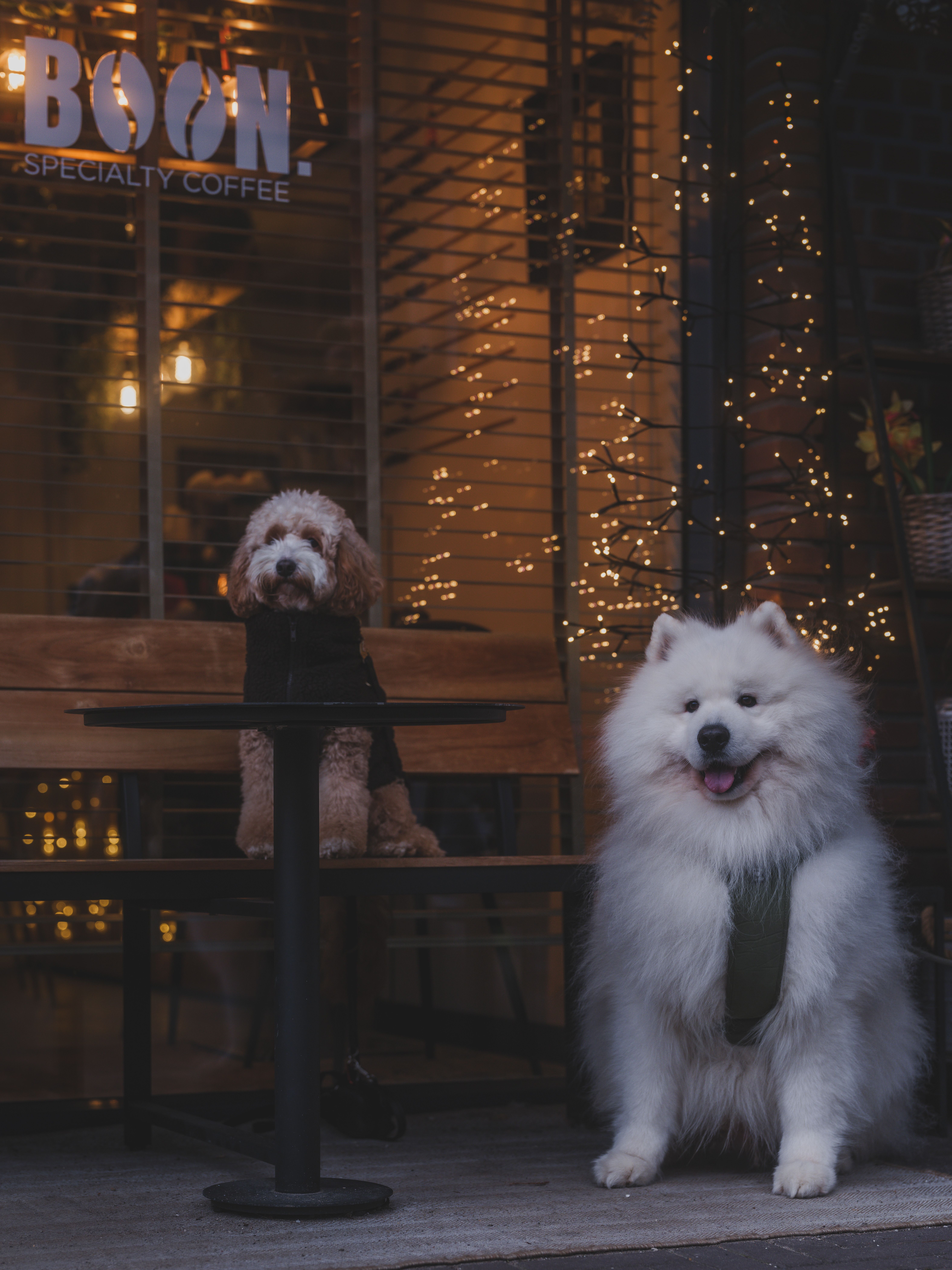 Charming Dogs Enjoying Festive Outdoor Cafe · Free Stock Photo