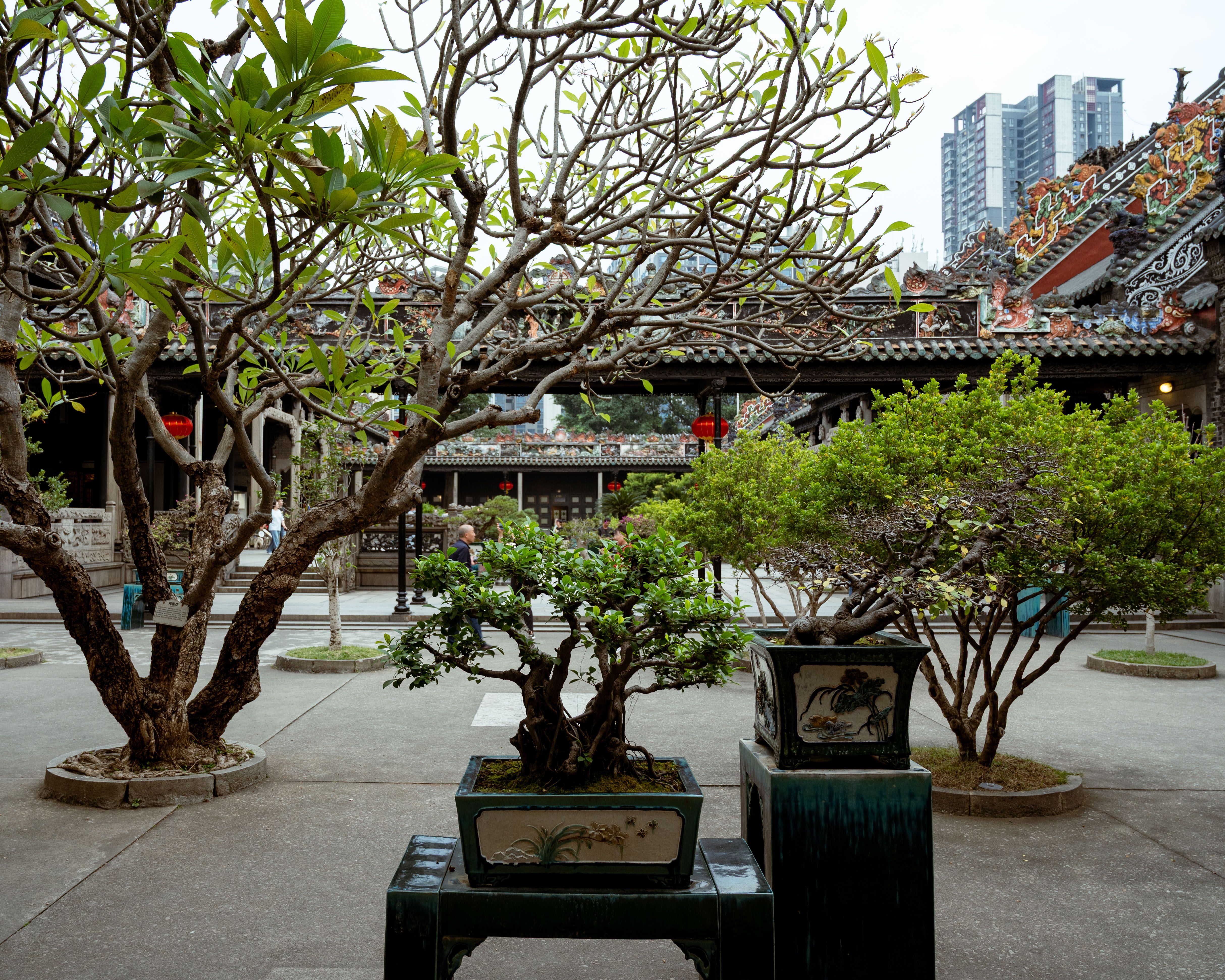 Traditional Chinese Courtyard with Bonsai Trees · Free Stock Photo