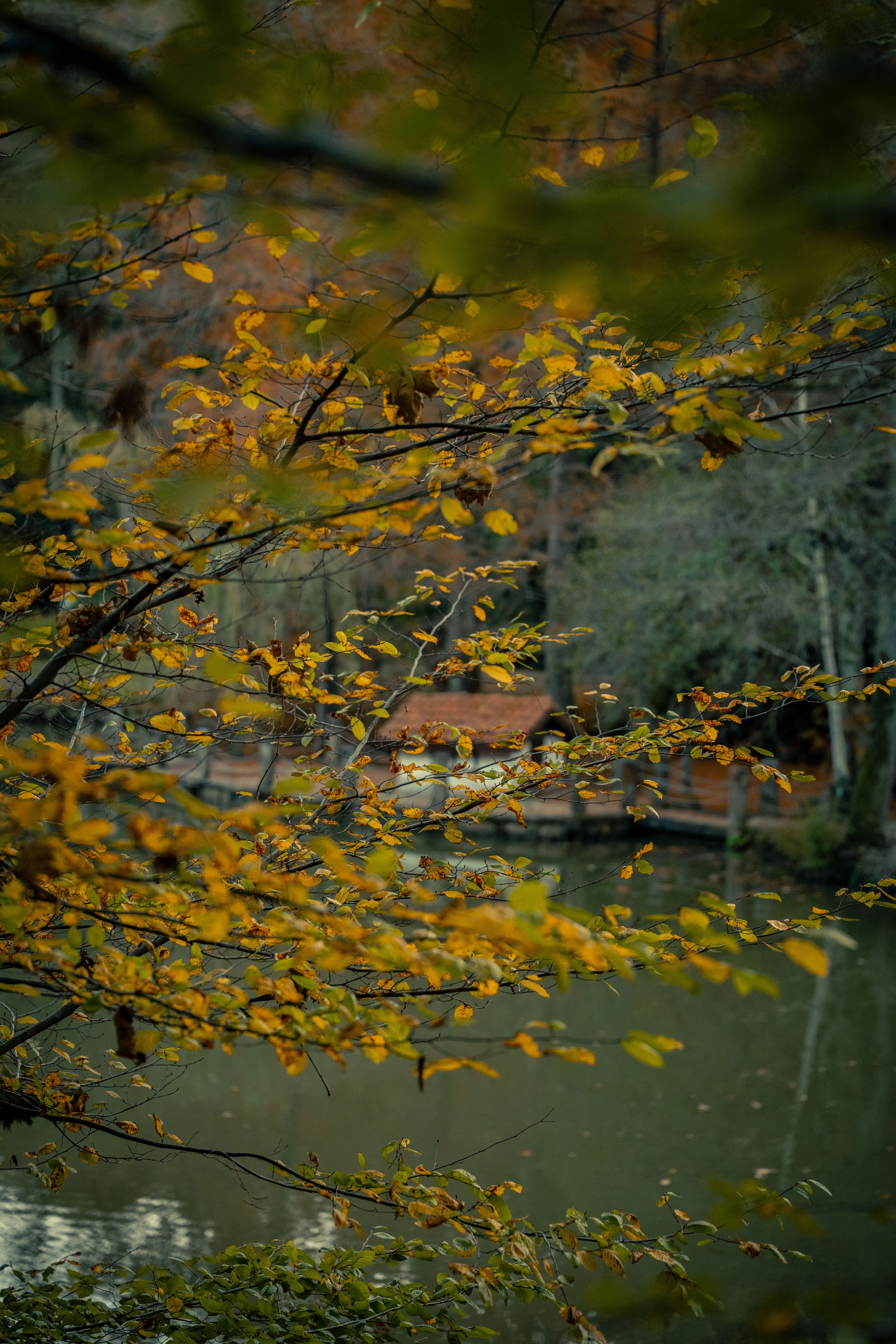 Serene Autumn Lake Scene with Rustic Cabin · Free Stock Photo