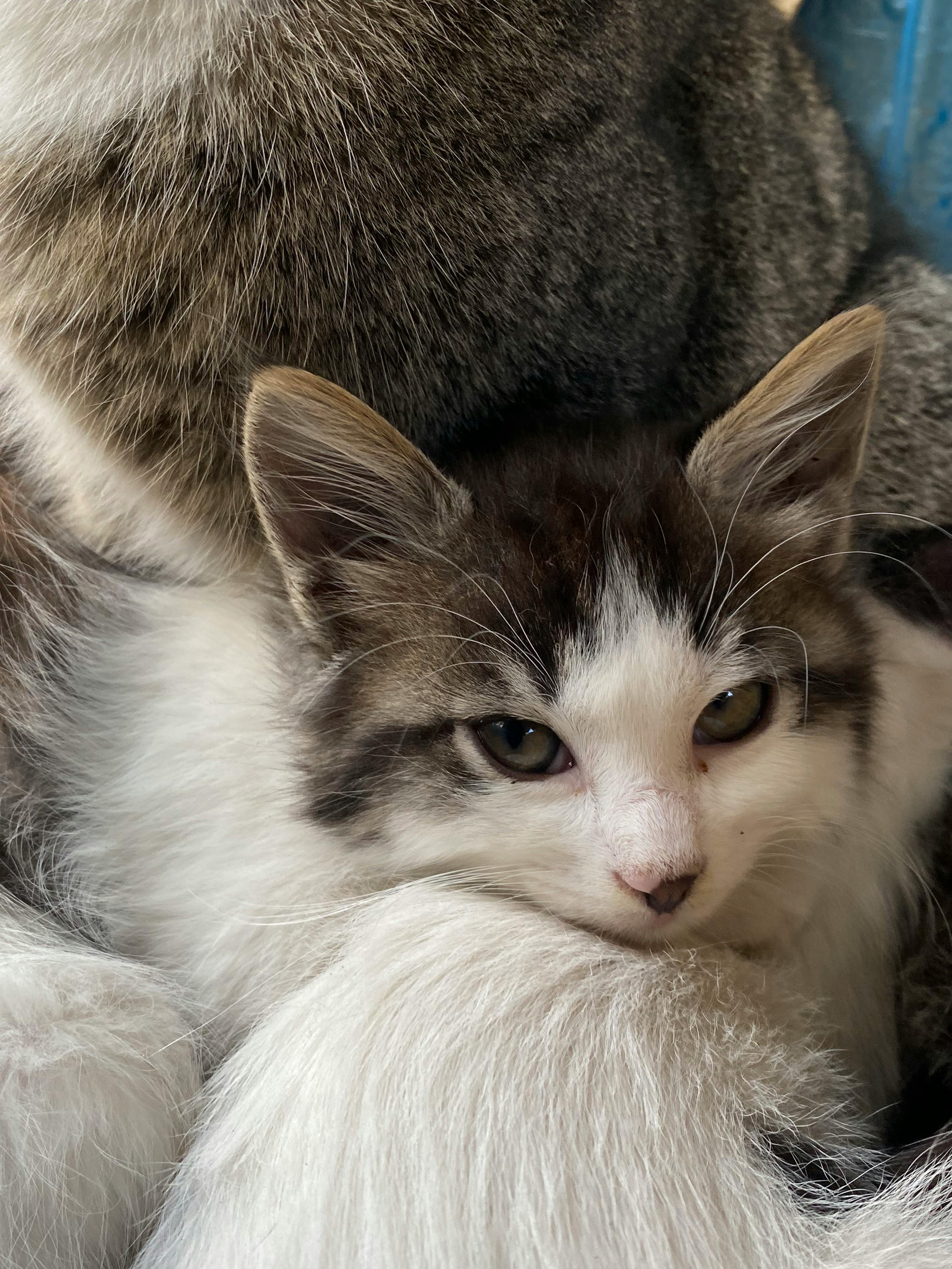 Cute+Imx+Girls Photos, Download The BEST Free Cute+Imx+Girls Stock ...