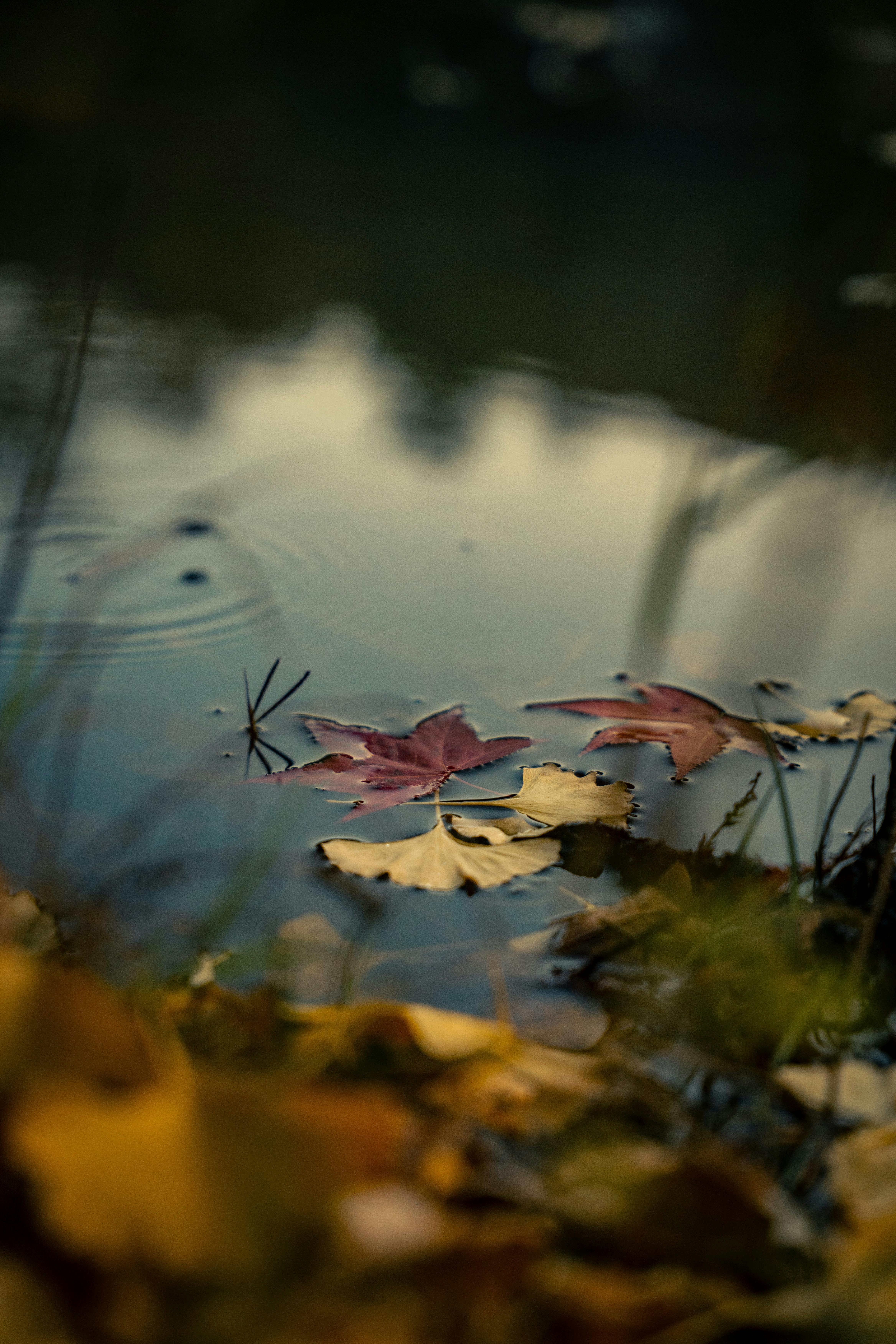 Buzzer+Images Photos, Download The BEST Free Buzzer+Images Stock Photos ...