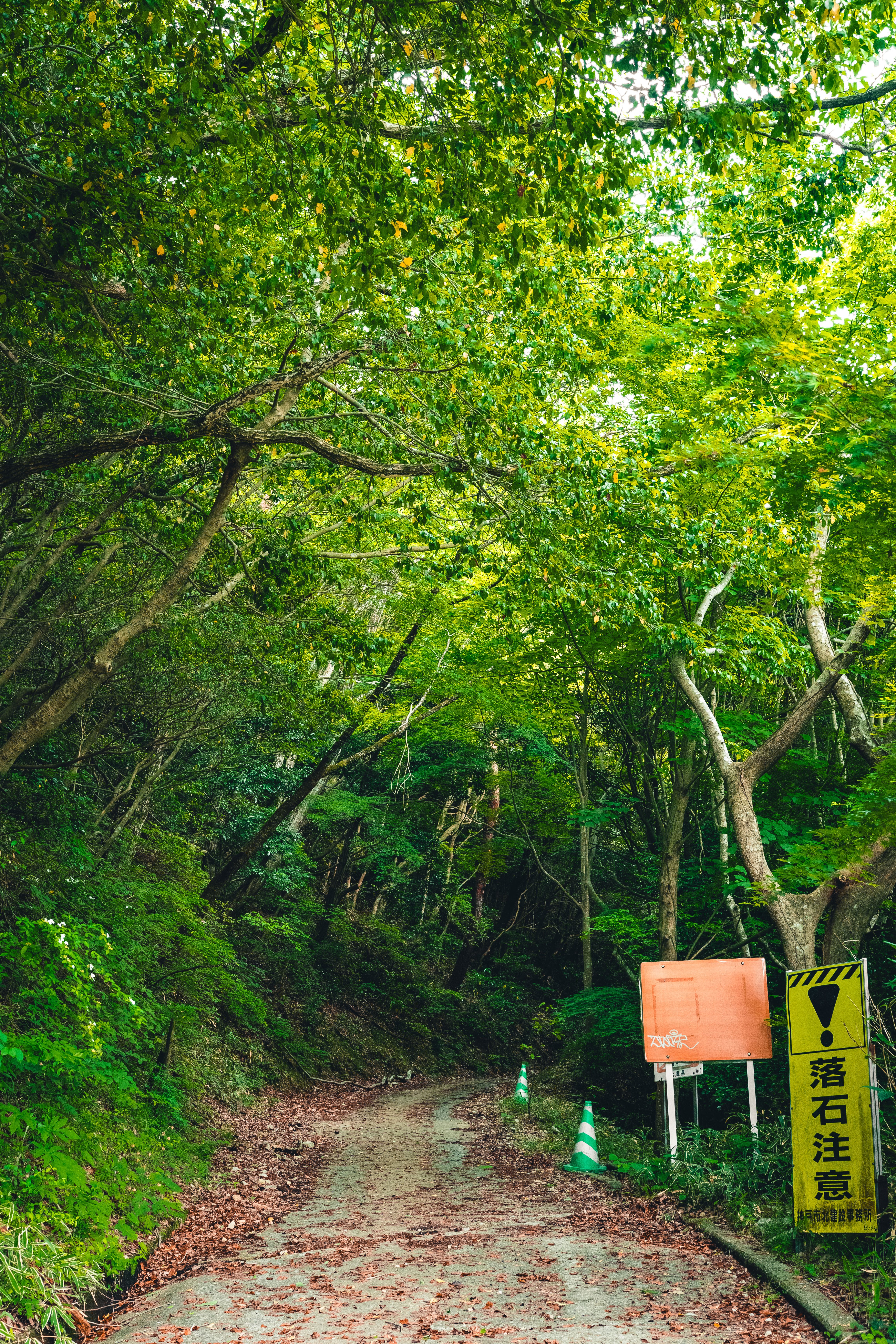 Japan Forest Photos, Download The BEST Free Japan Forest Stock Photos ...