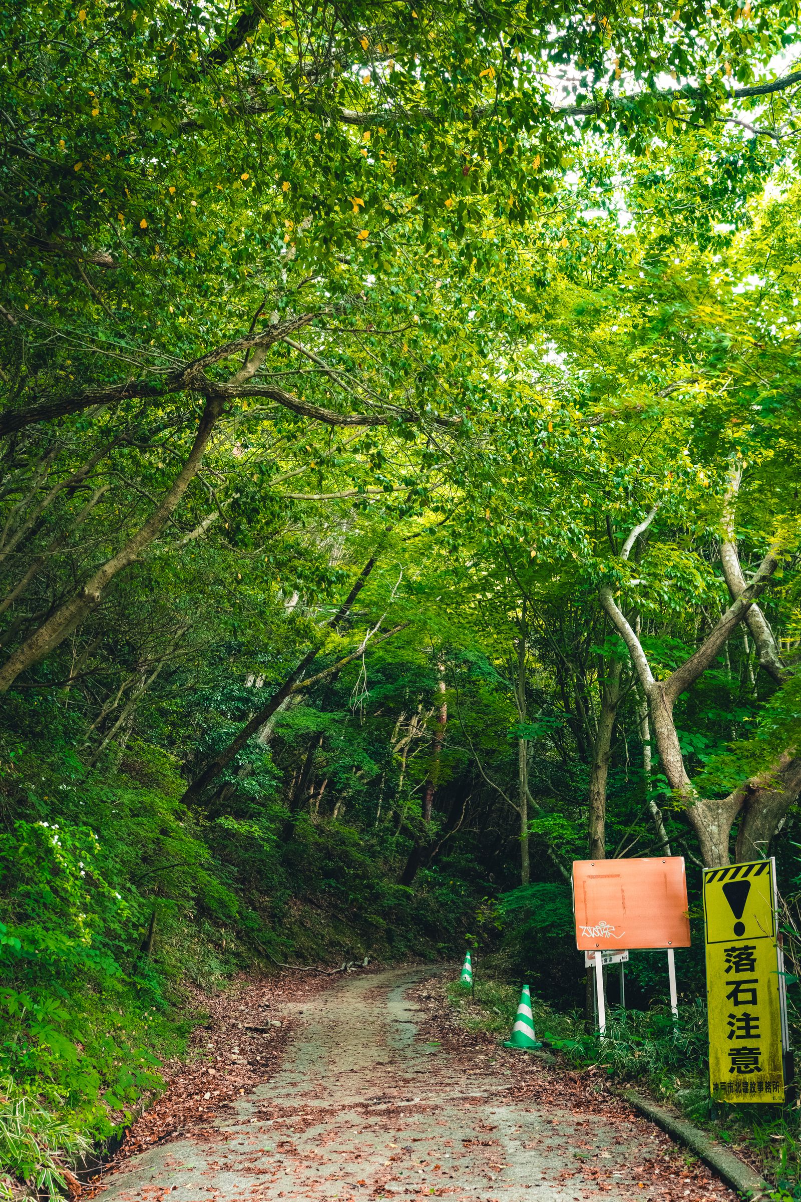 Japan Forest Photos, Download The BEST Free Japan Forest Stock Photos ...