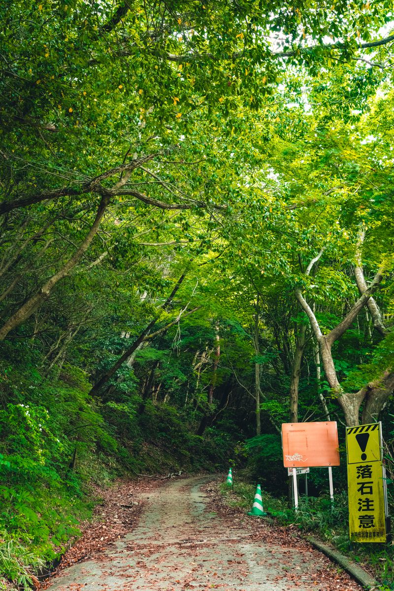 Japan Forest Photos, Download The BEST Free Japan Forest Stock Photos ...