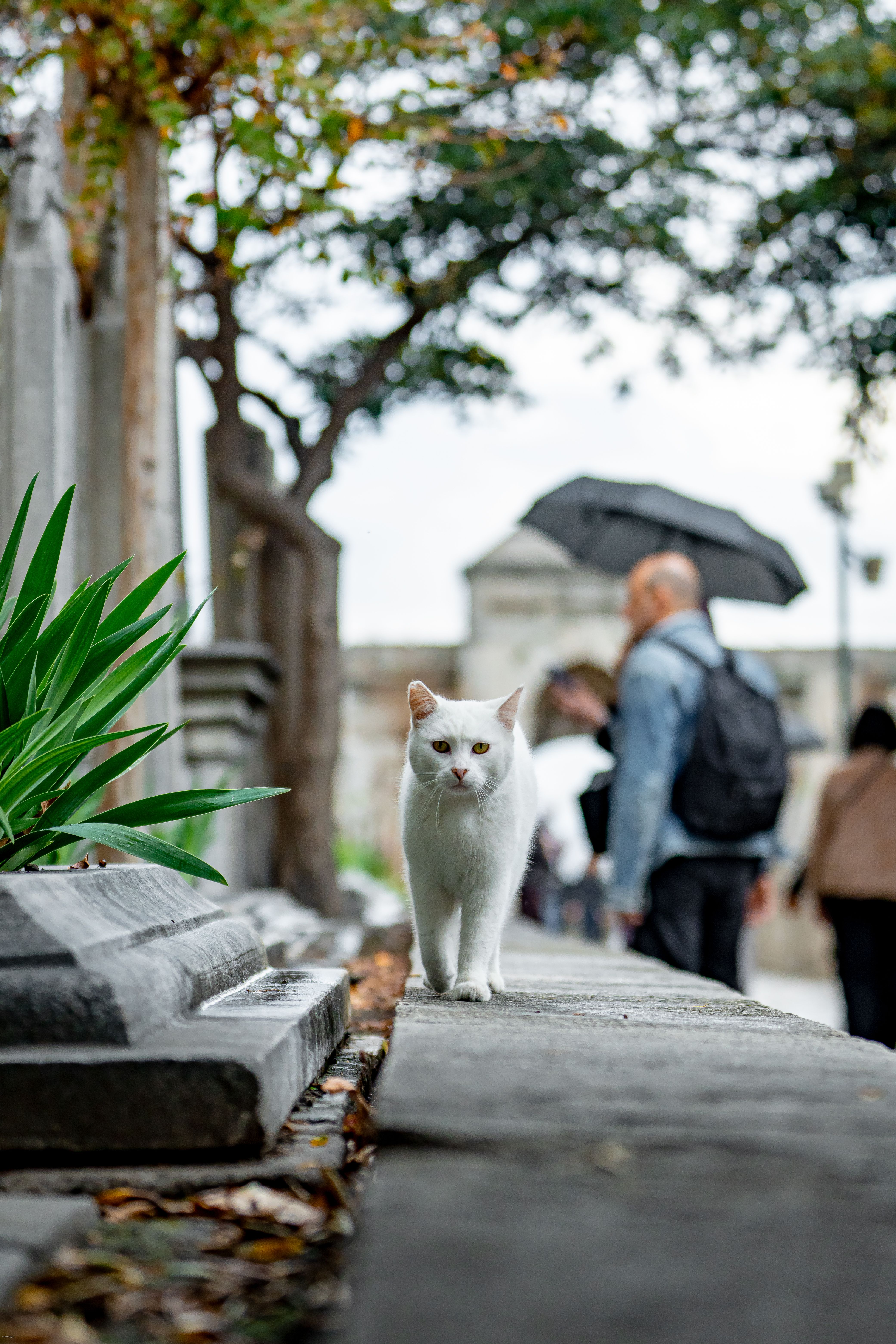 White Cat Walking in Urban Setting with People · Free Stock Photo