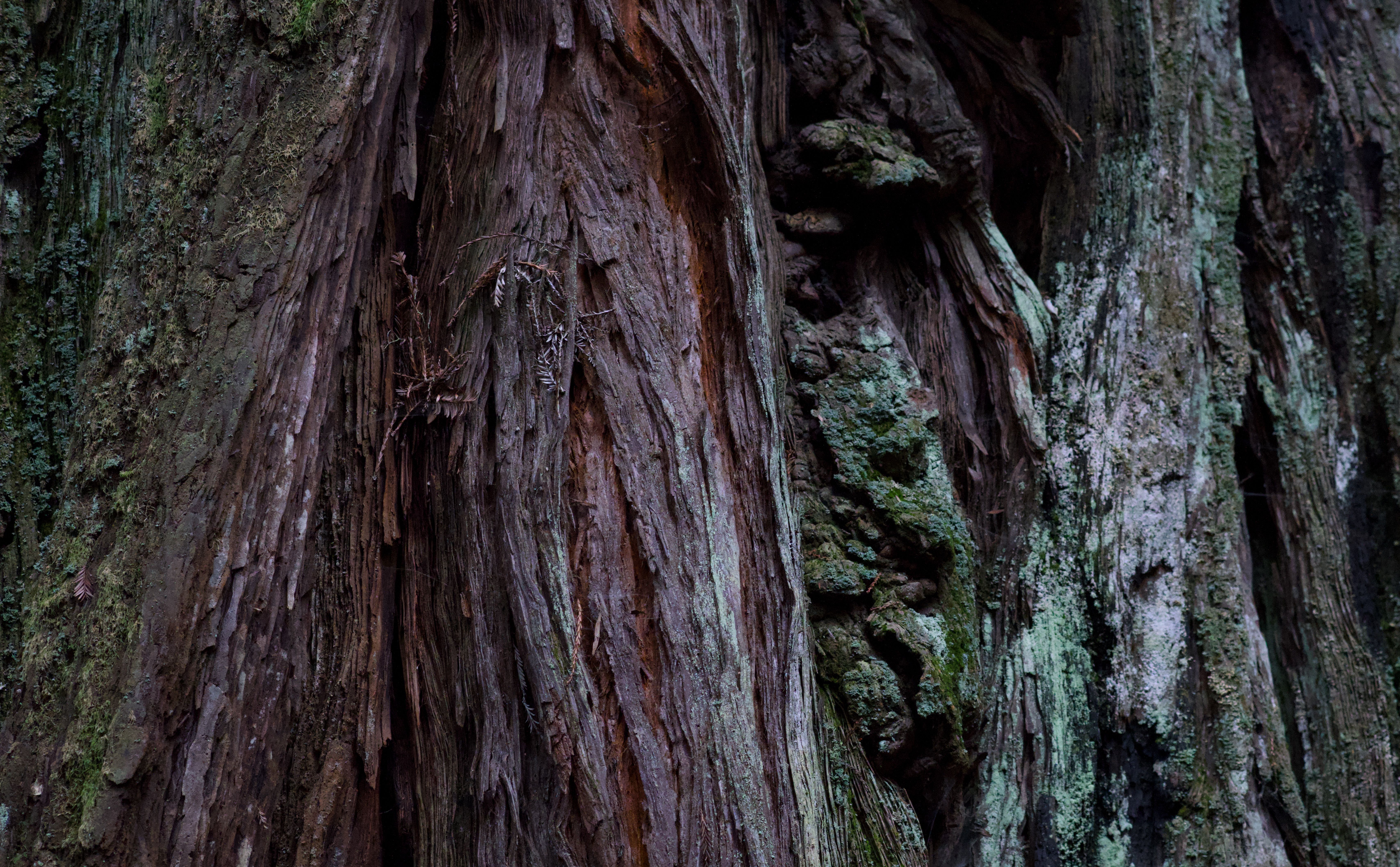 Close-up of Textured Tree Bark in Forest · Free Stock Photo